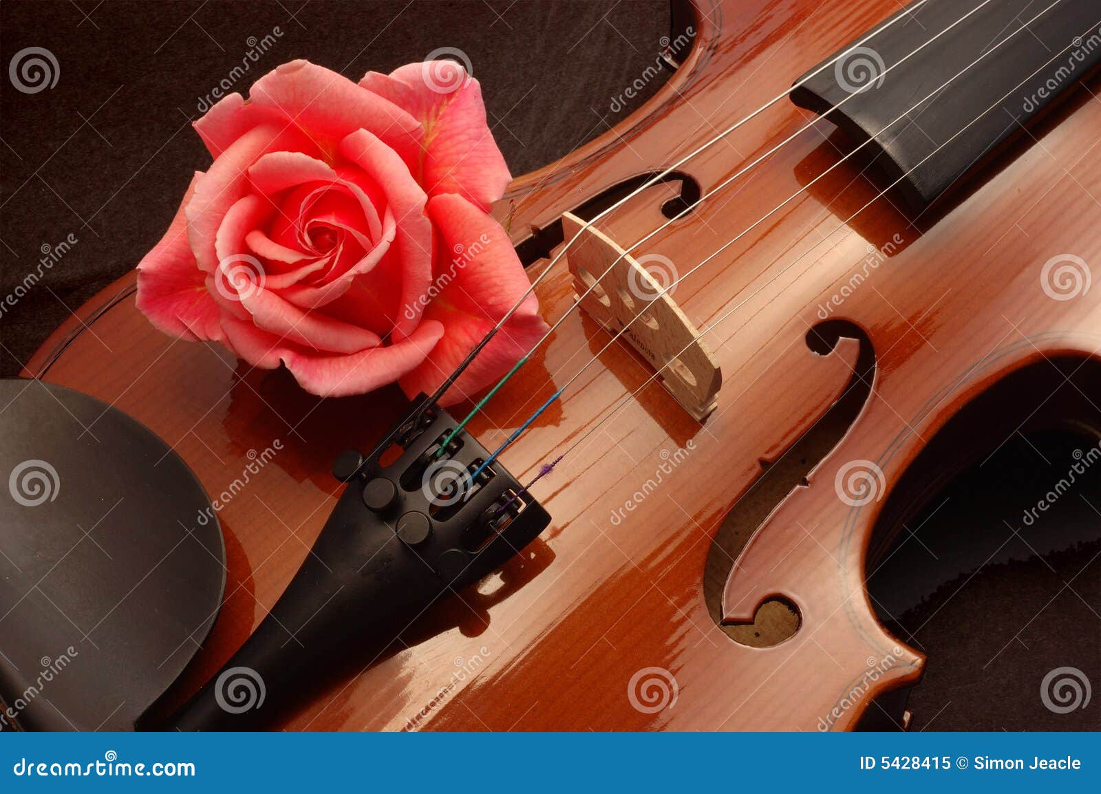 Rose on violin stock image. Image of concert, rose, violinist - 5428415