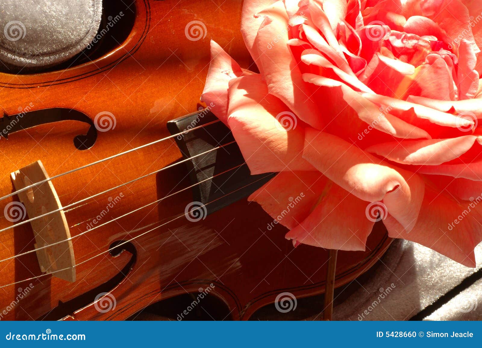 Rose on Violin stock photo. Image of love, music, tender - 5428660