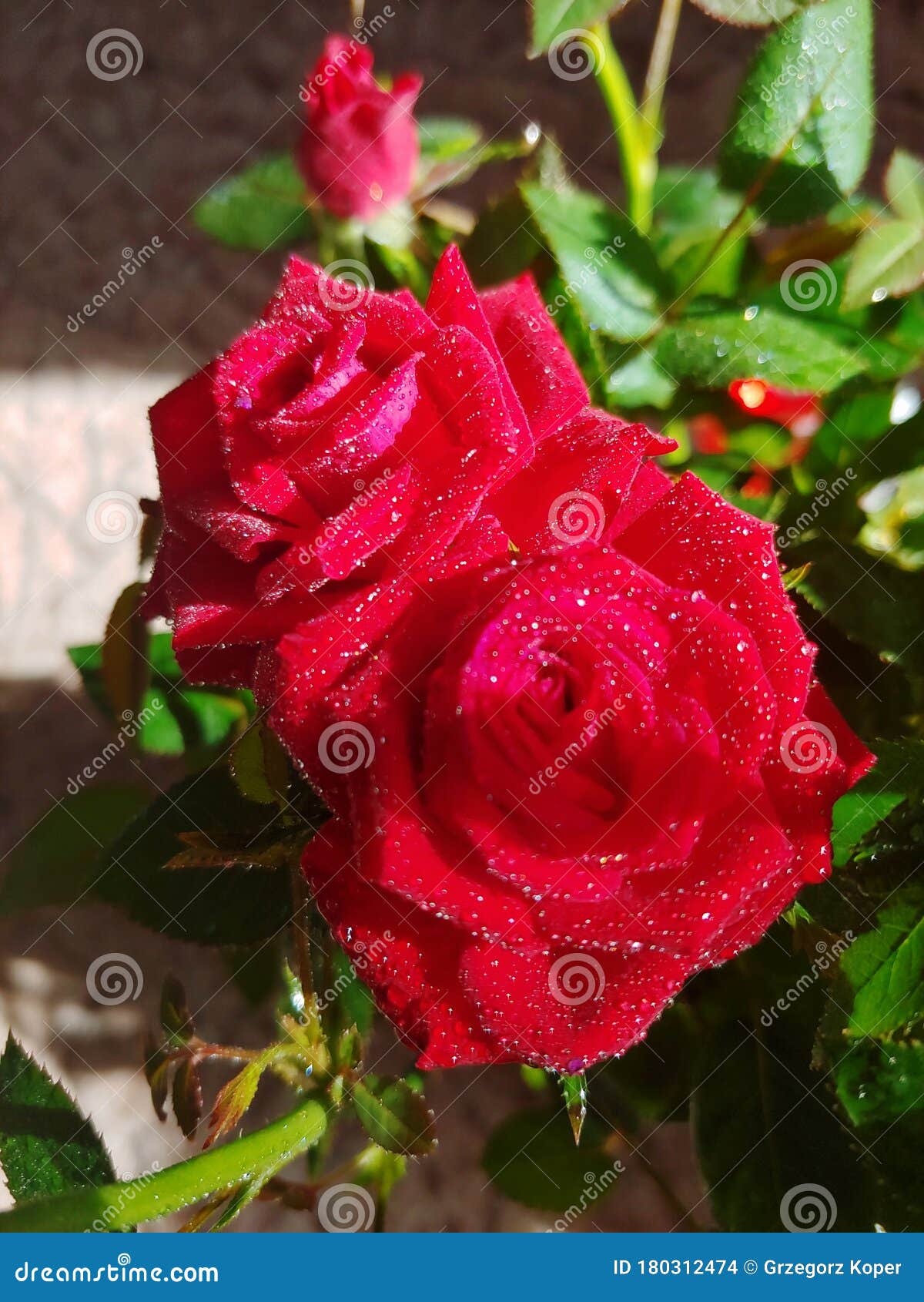 Rose vivid red stock photo. Image of bouquet, pink, petal - 180312474