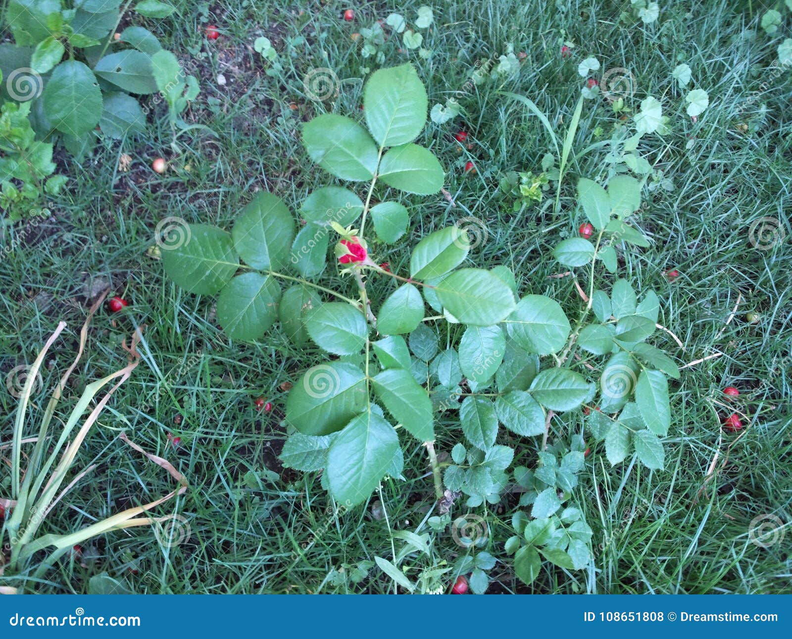 Rose, Grass, Spring and a Bit of Warmth. Stock Photo - Image of green ...
