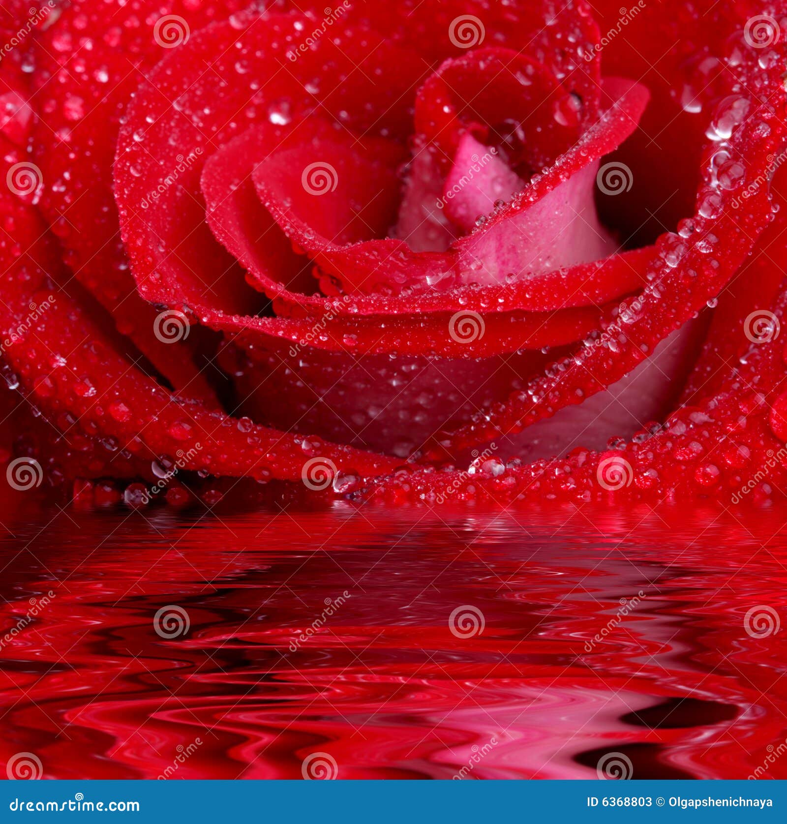 Rose in water stock image. Image of frame, fondness, blossom - 6368803
