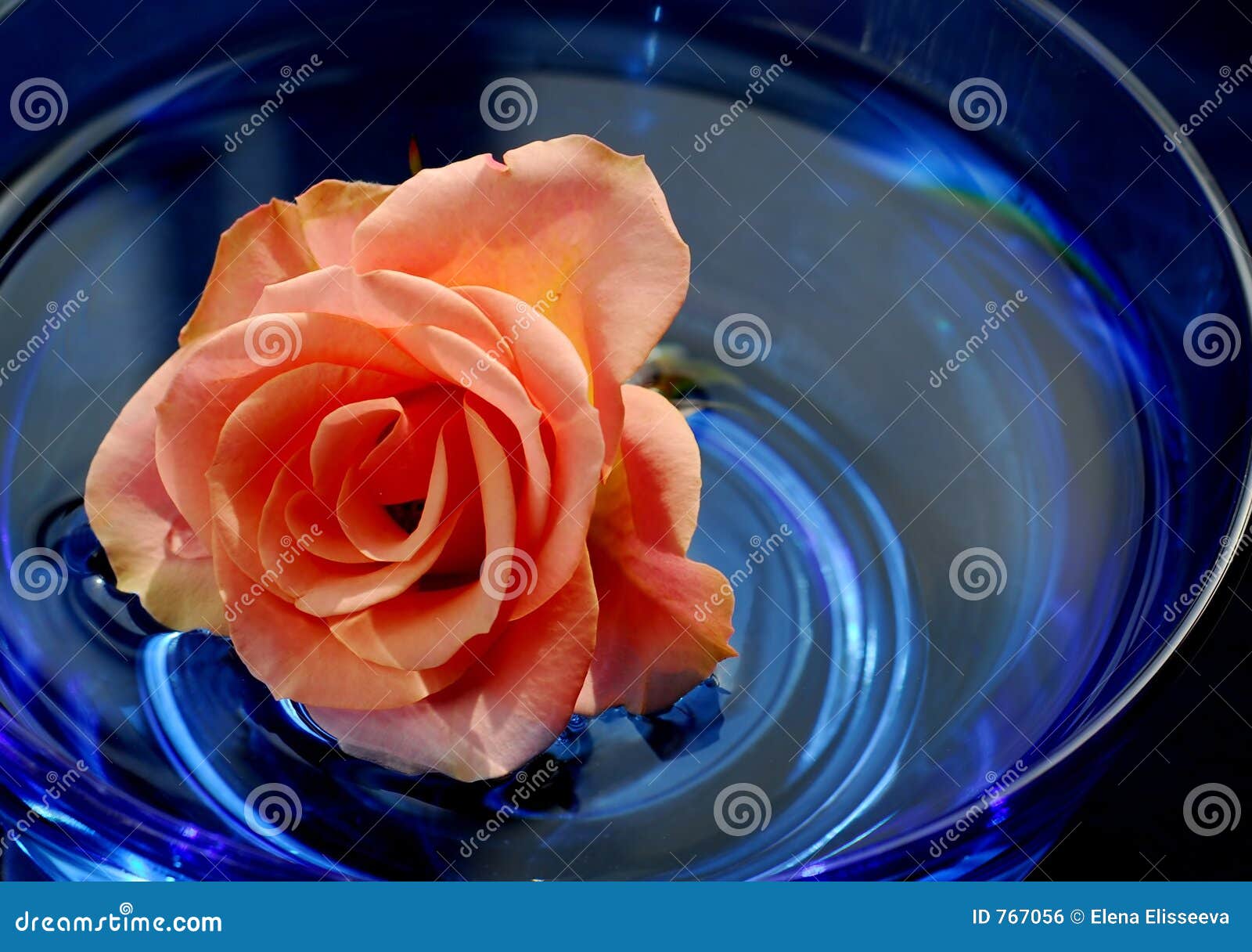 Rose in water stock photo. Image of blooms, coral, healthy - 767056