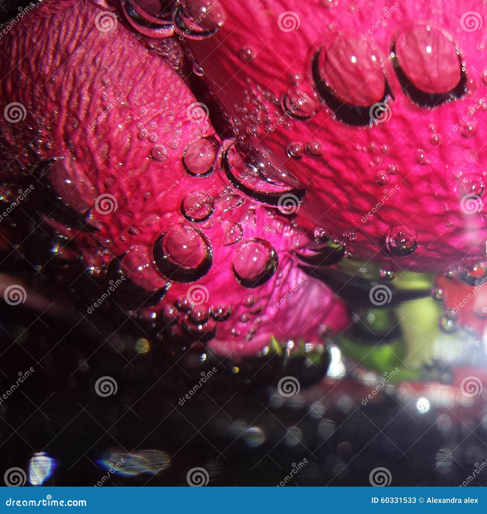 Rose stock image. Image of rose, bubble, colour, water - 60331533