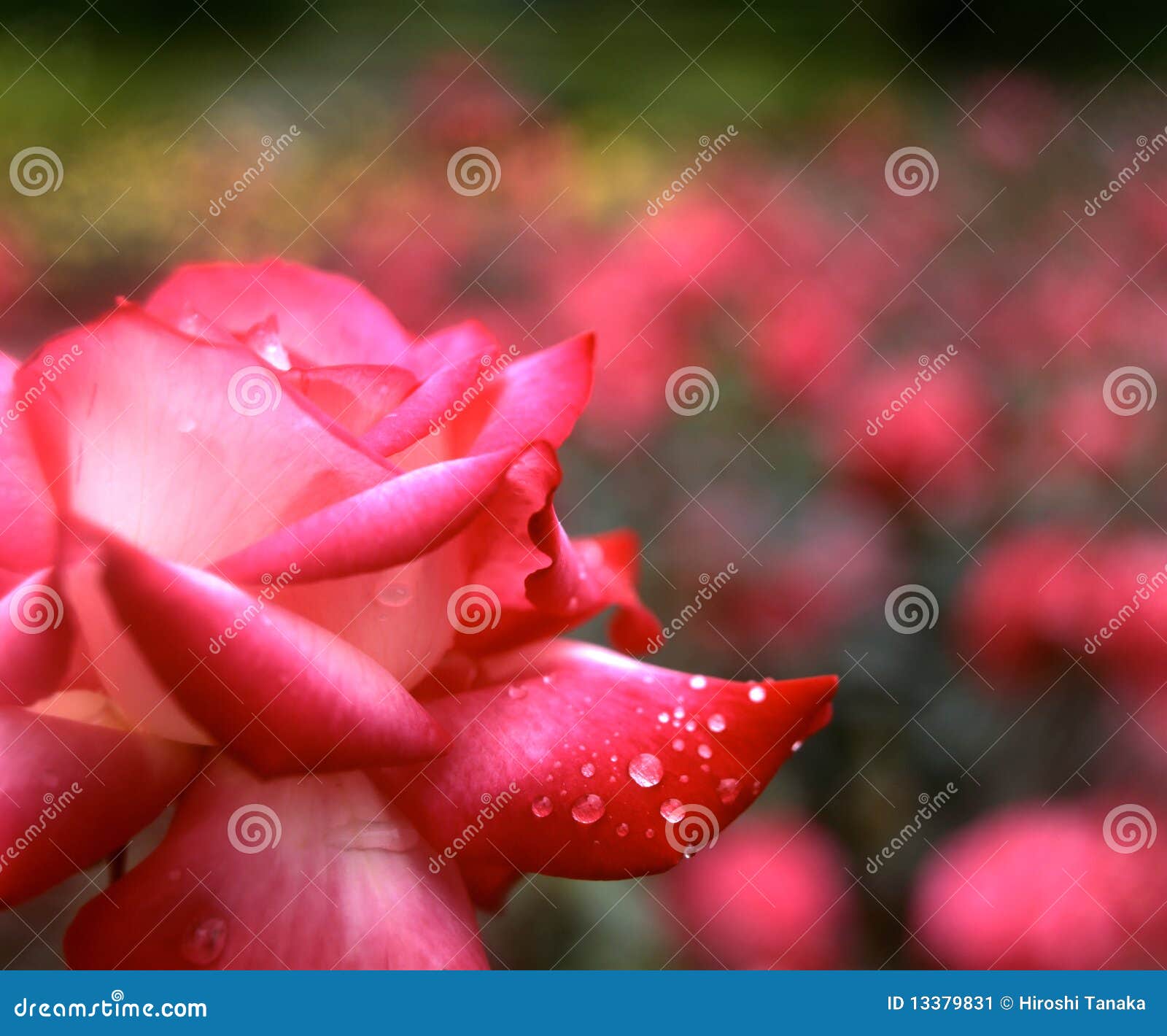 Rose and water drop stock image. Image of pink, plant - 13379831