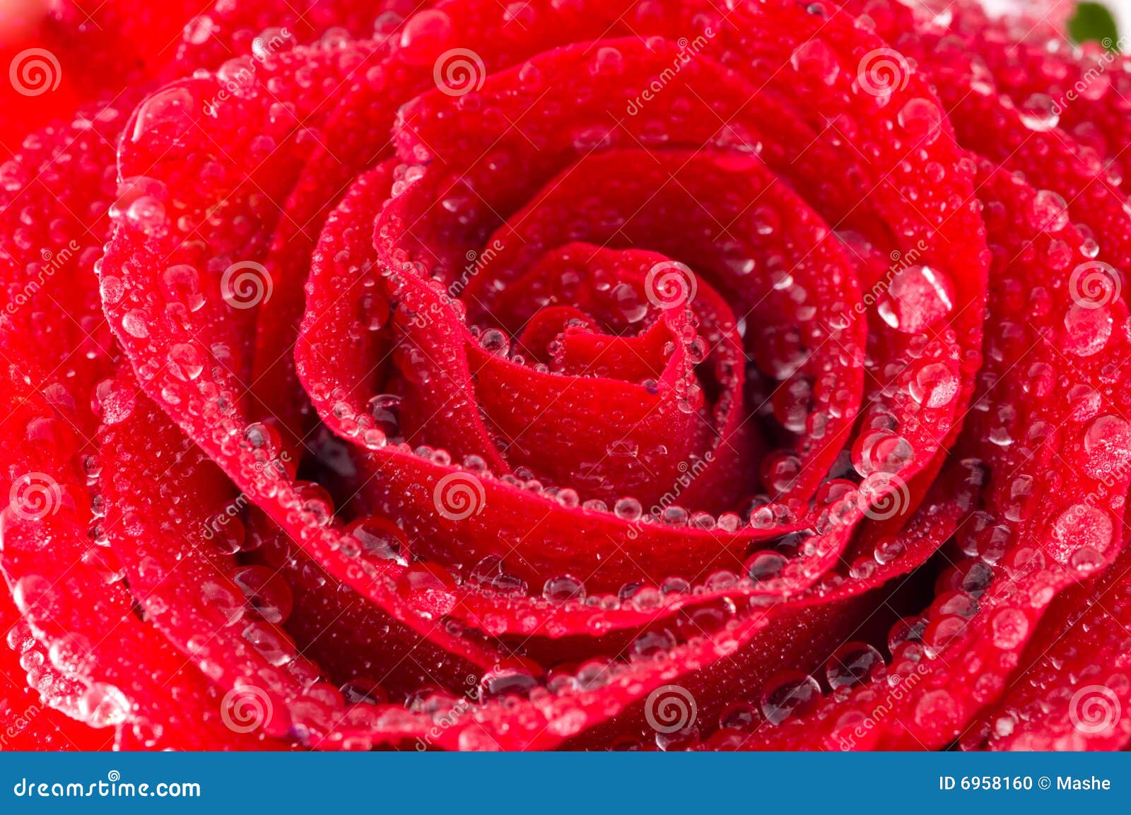 Rose with water droplets stock photo. Image of dark, bloom - 6958160
