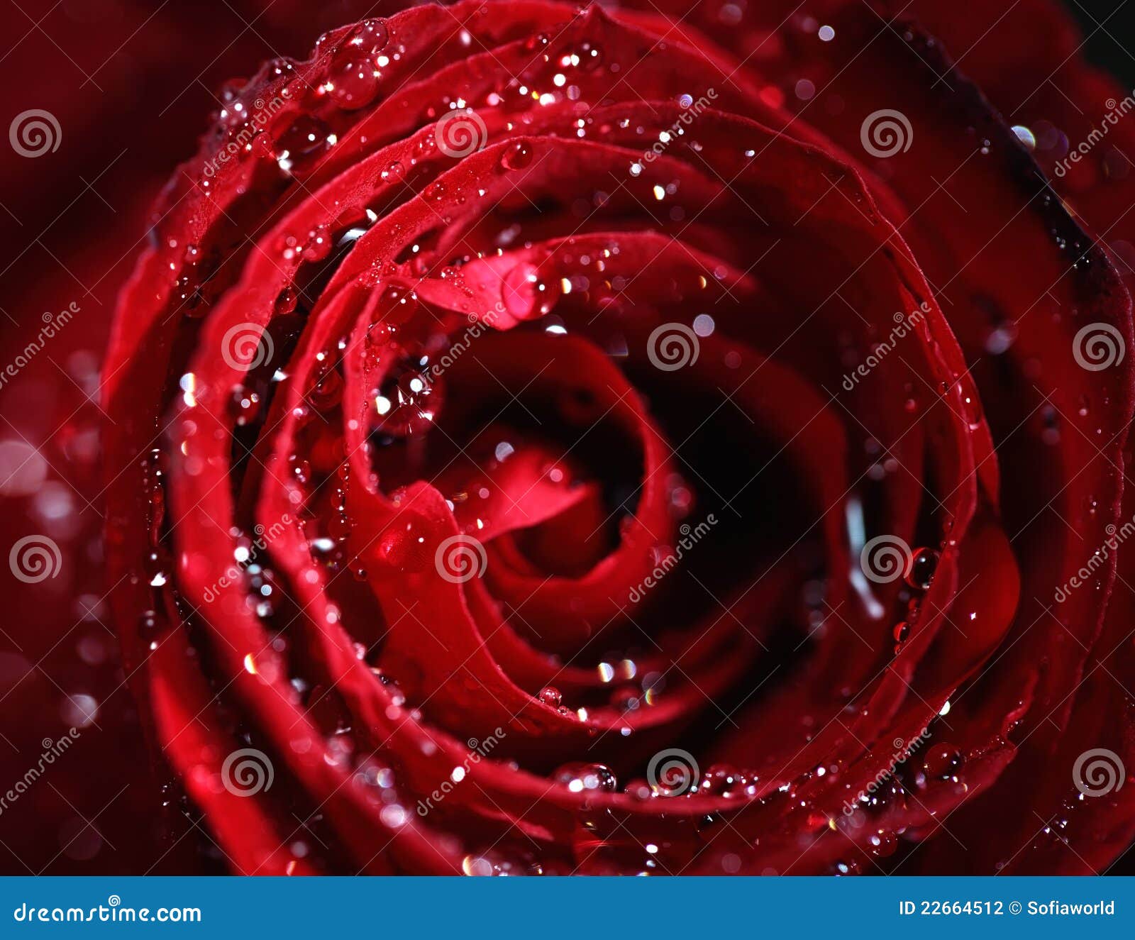 Rose with water drops stock photo. Image of affection - 22664512