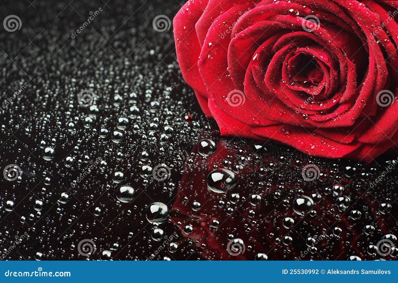 Rose with water drops stock photo. Image of floral, fragrant - 25530992