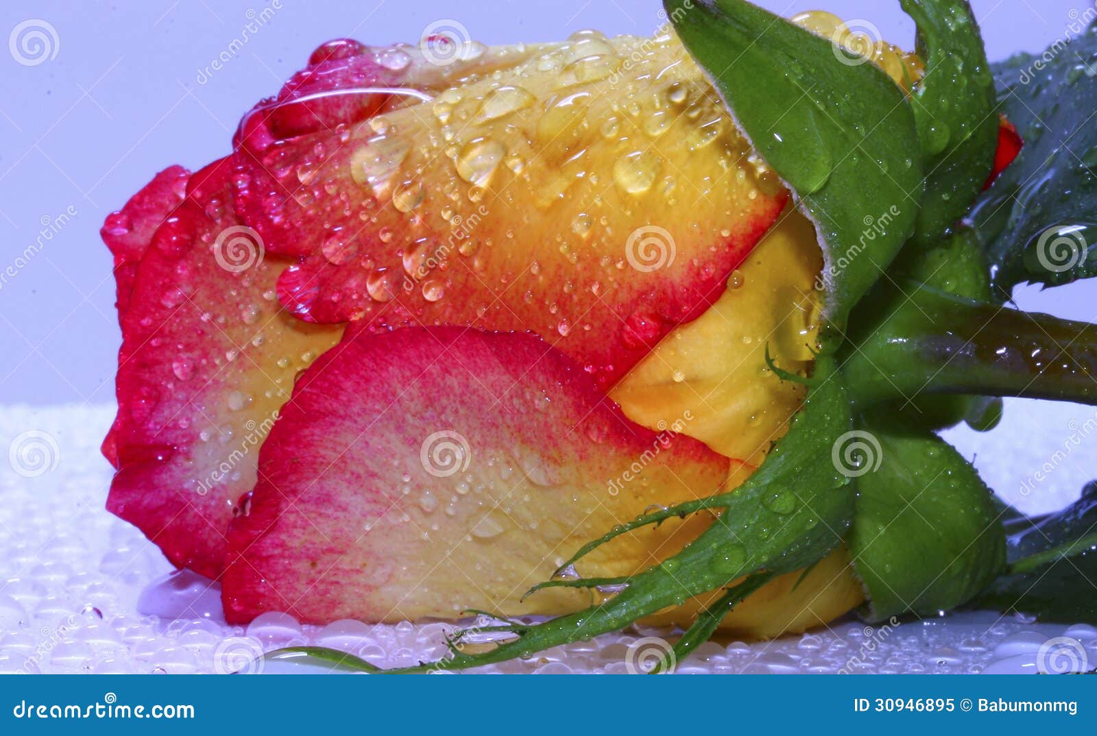 Rose stock image. Image of love, pink, sprout, rose, leaf - 30946895