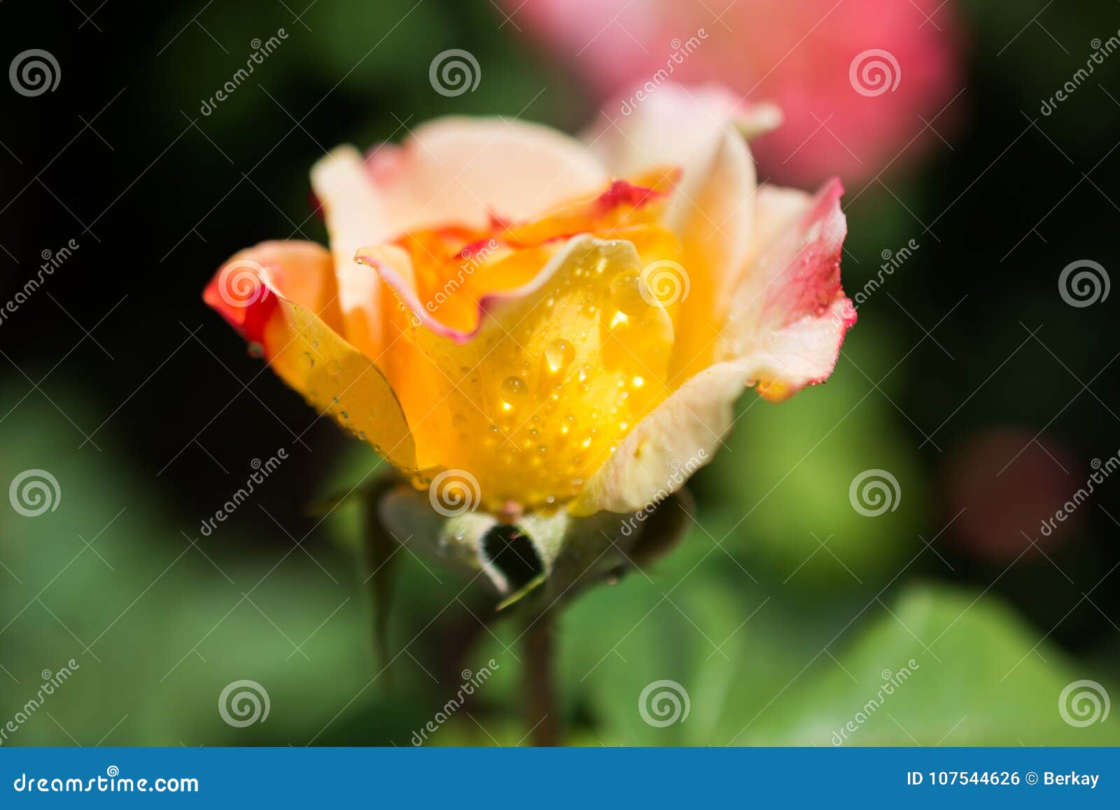 Rose with Water Drops on it Stock Photo - Image of waterdrops, roses ...