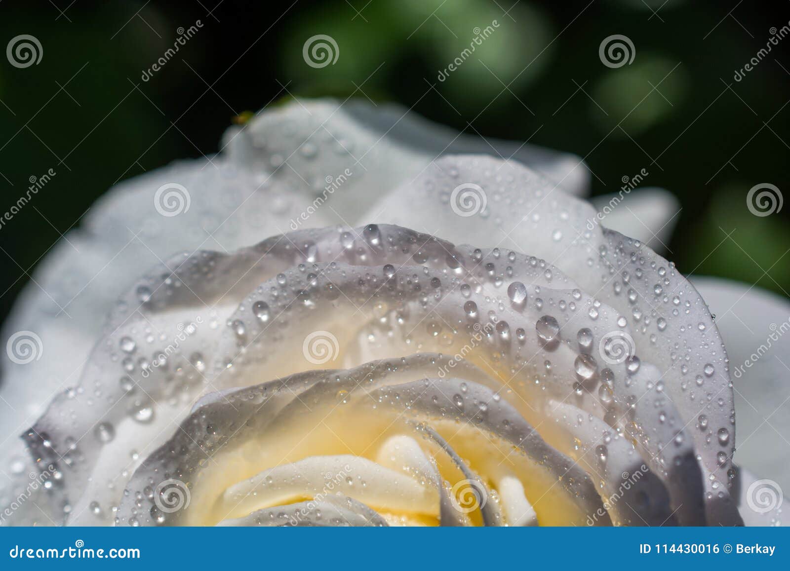 Rose with Water Drops on it Stock Photo - Image of waterdrop, romantic ...