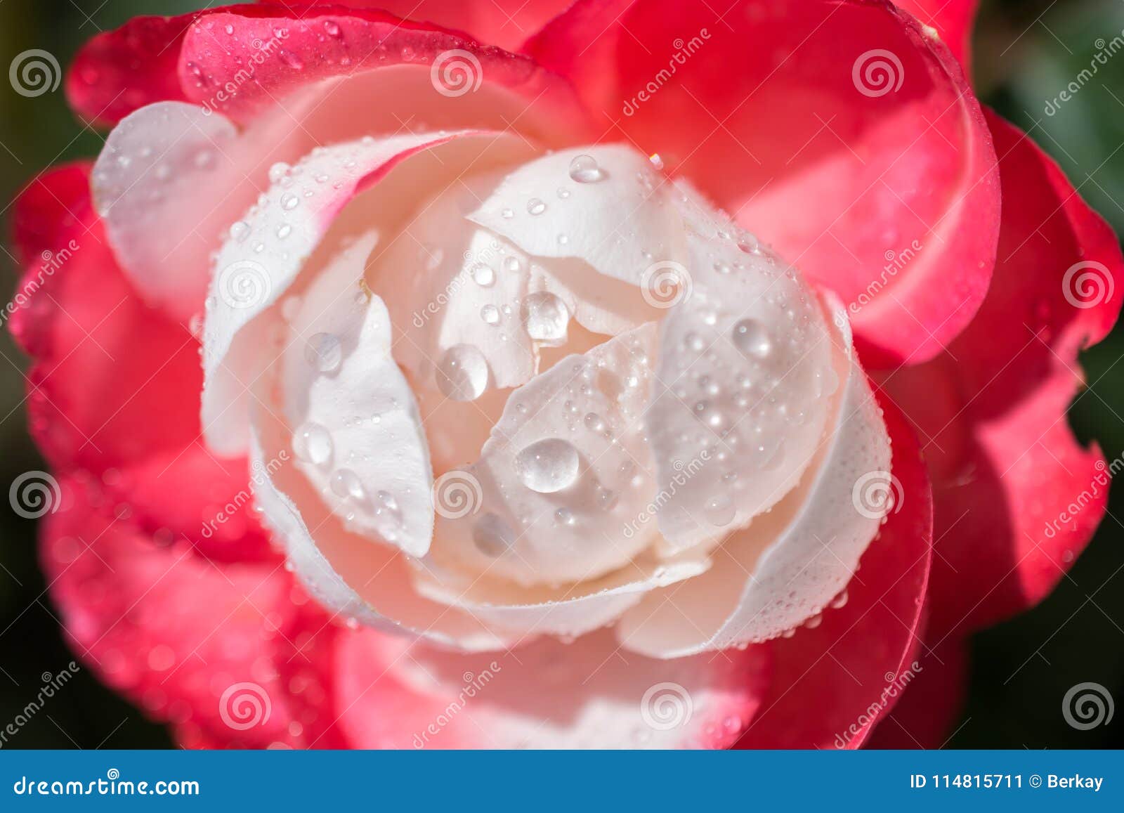 Rose with Water Drops on it Stock Image - Image of green, plant: 114815711