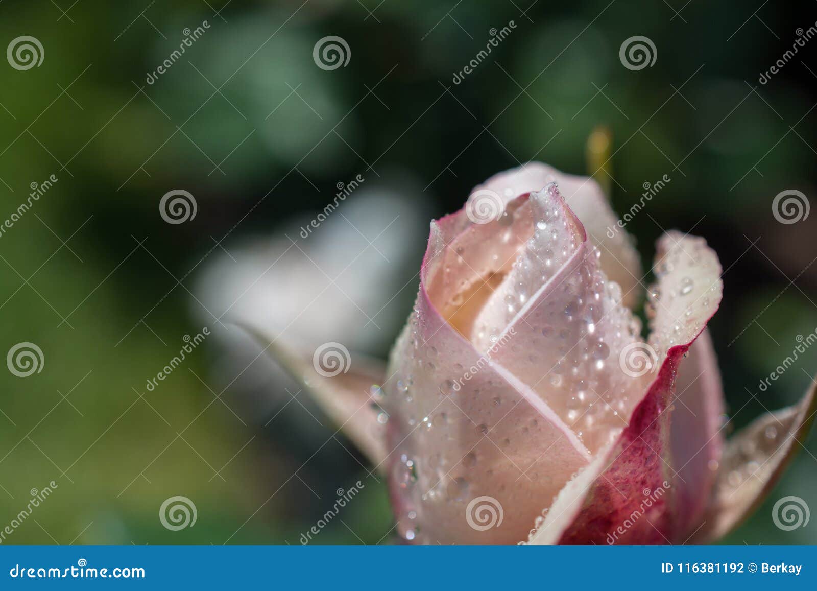 Rose with Water Drops on it Stock Photo - Image of blossom, beauty ...