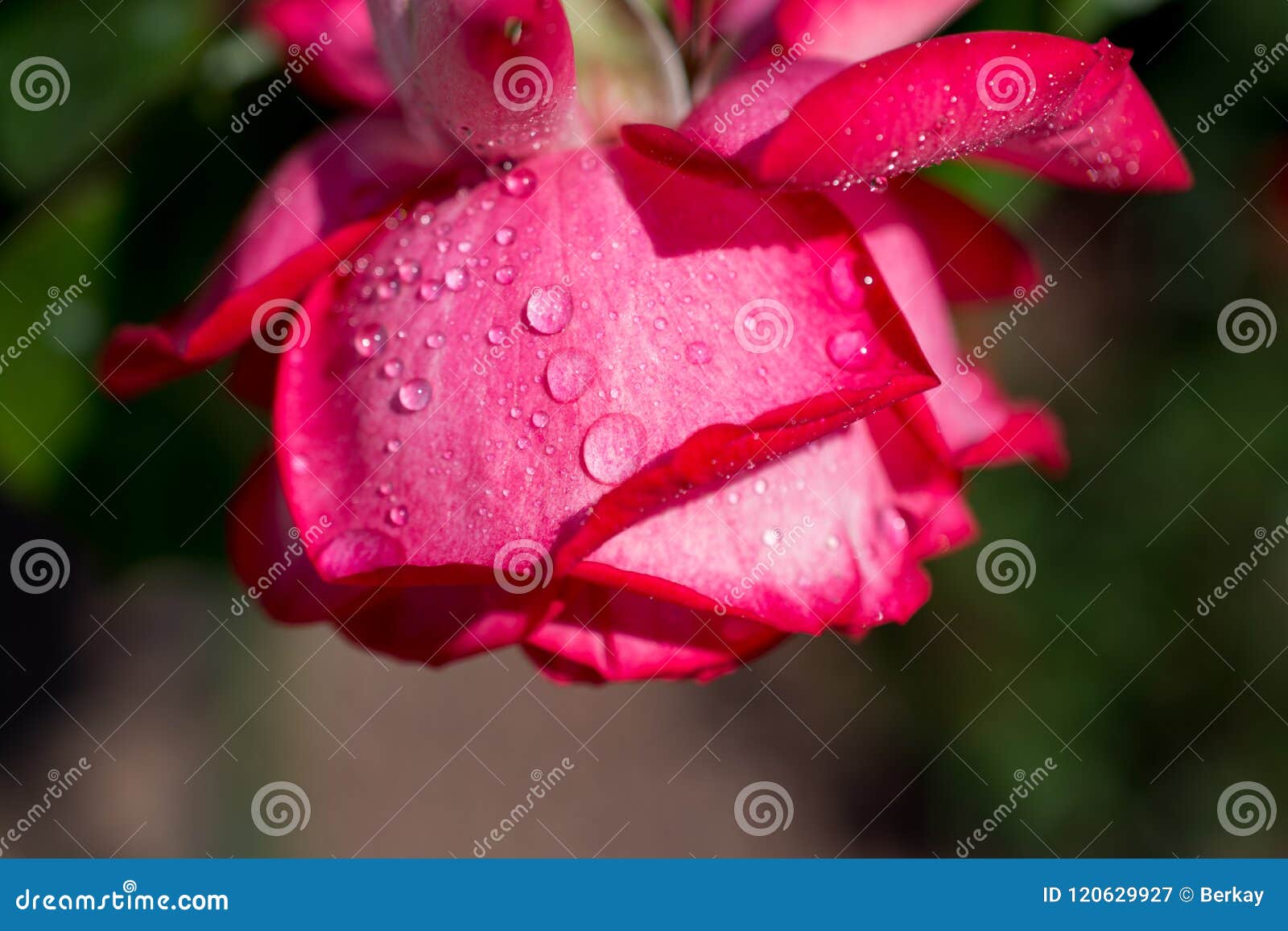Rose with Water Drops on it Stock Image - Image of romance, romantic ...