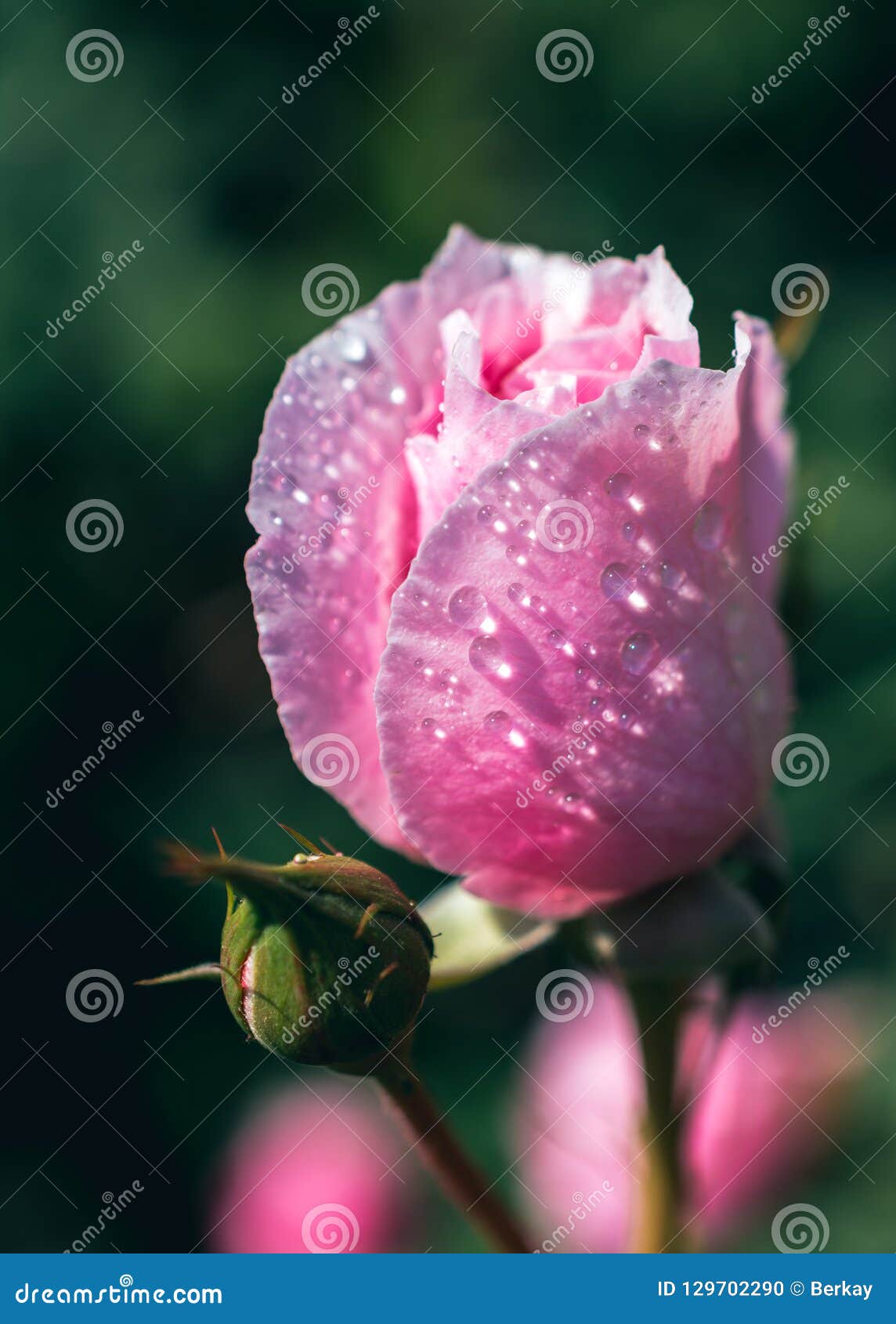 Rose with Water Drops on it Stock Photo - Image of single, passion ...