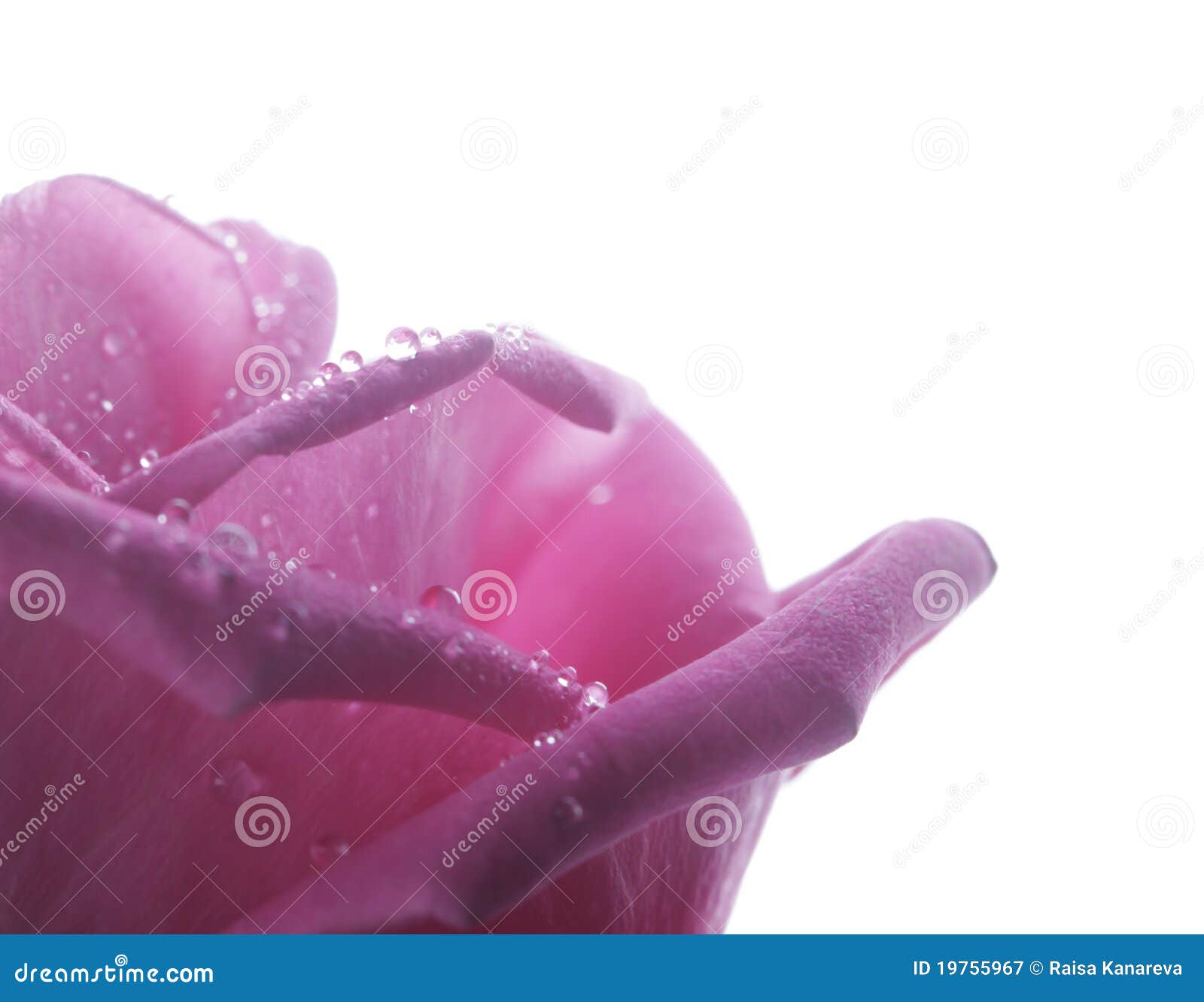 Rose with Water Drops Close Up Stock Image - Image of floral, beauty ...
