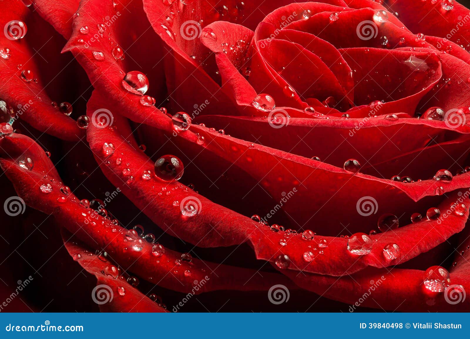 Rose with water drops stock photo. Image of drop, rose - 39840498