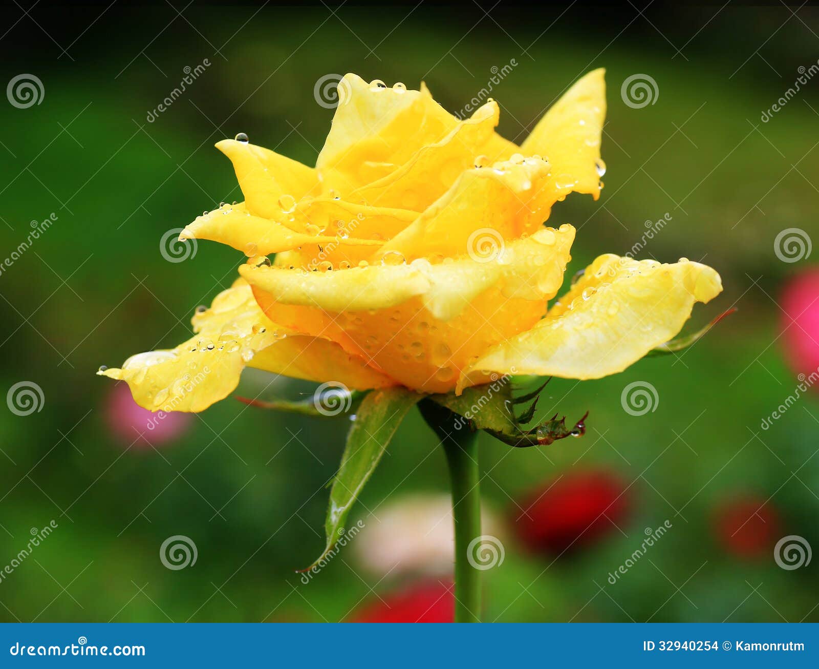 Rose in water drops stock photo. Image of garden, life - 32940254