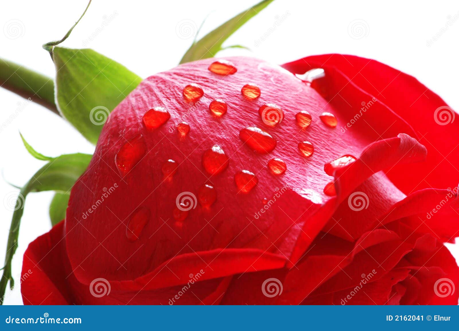 Rose with Water Drops Isolated Stock Image - Image of blossom, color ...