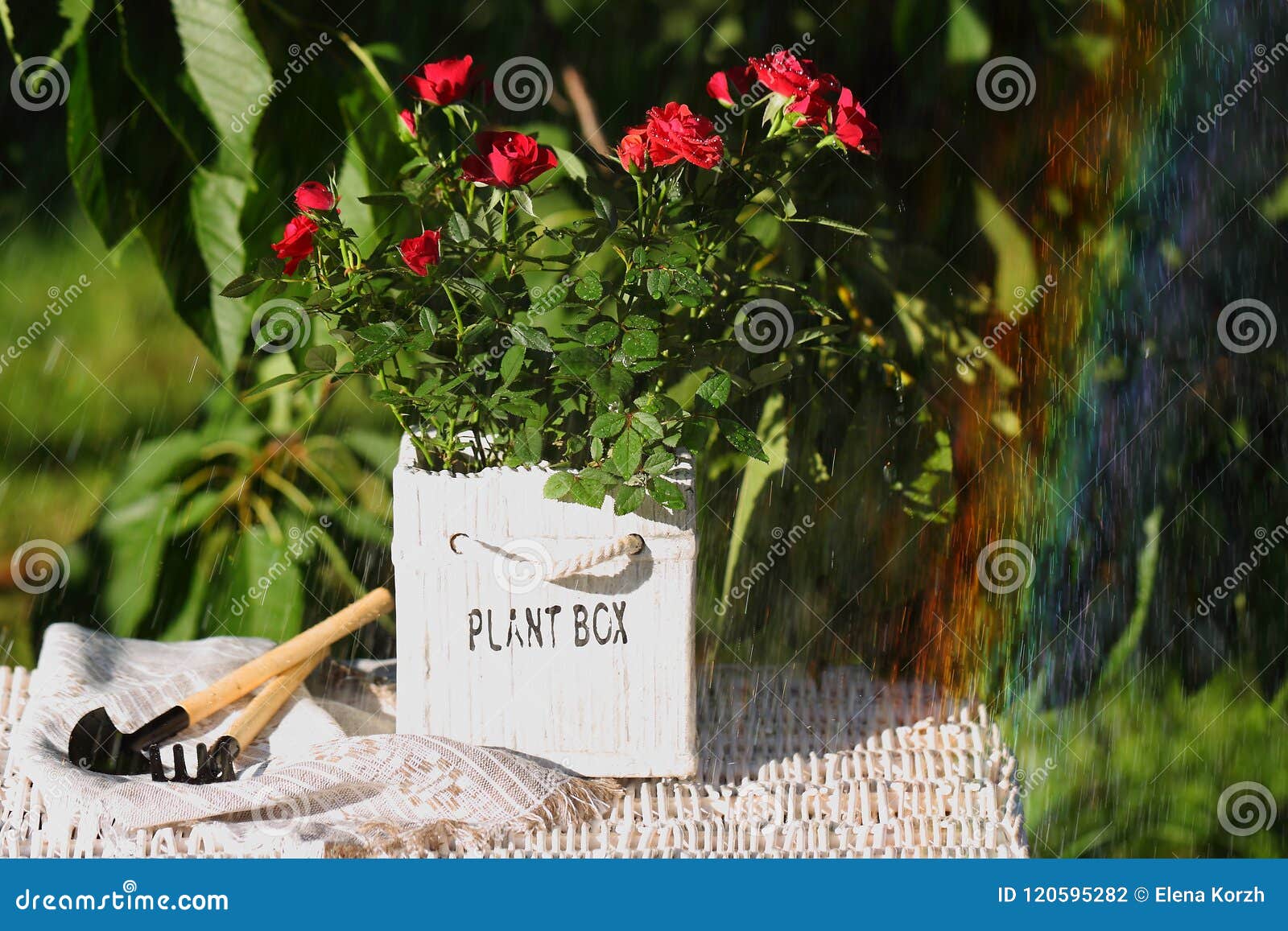 Rose with Water Drops and Rainbow Stock Photo - Image of tools, summer ...