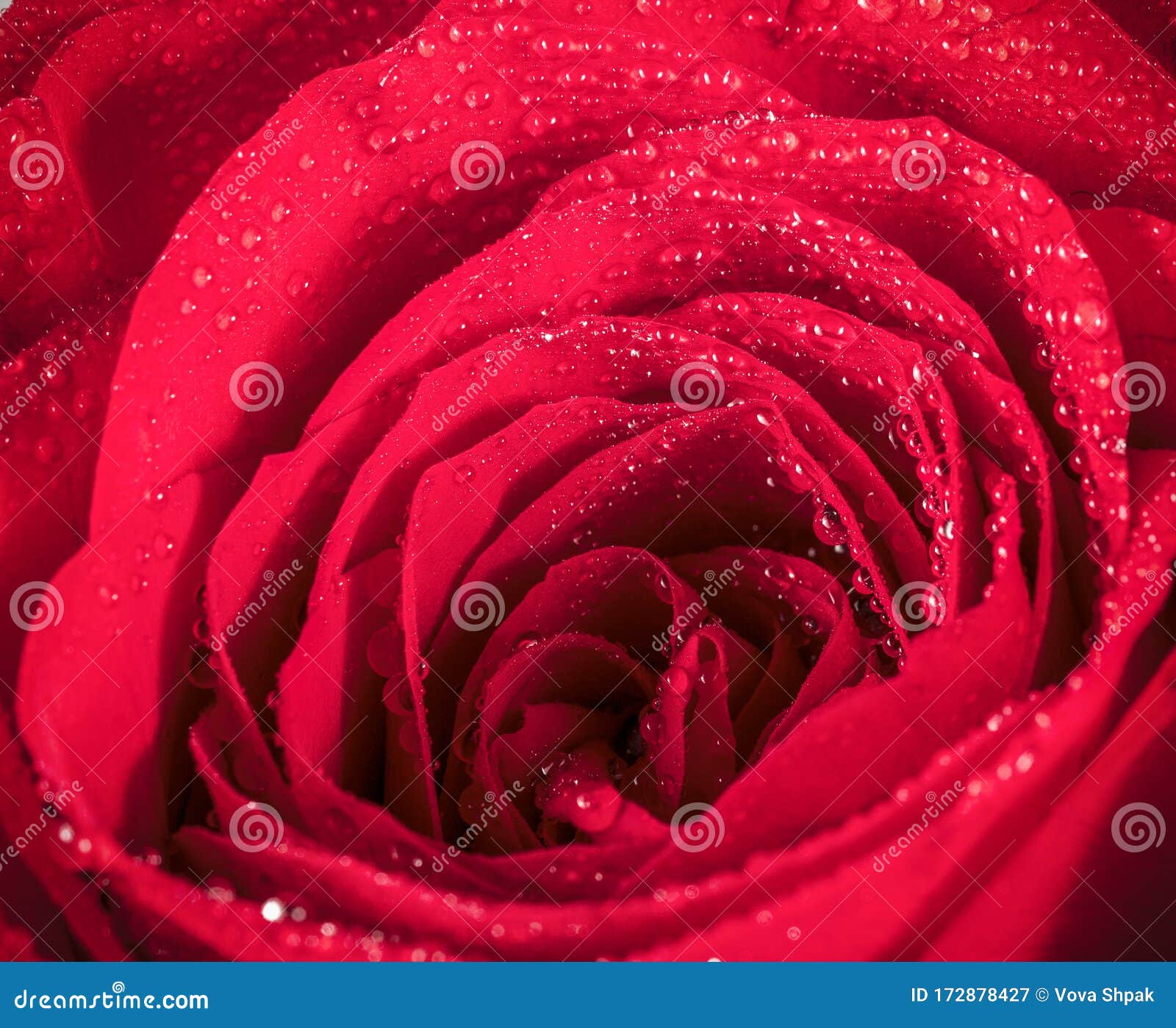 Rose with Water Drops / Rose and Water Drops Stock Image - Image of ...