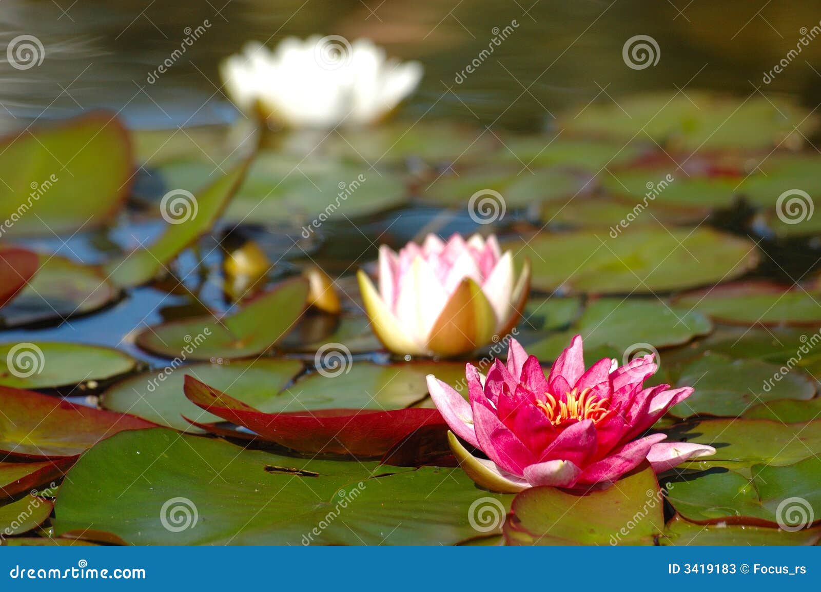 Rose water-lily stock image. Image of flower, bloom, blooming - 3419183