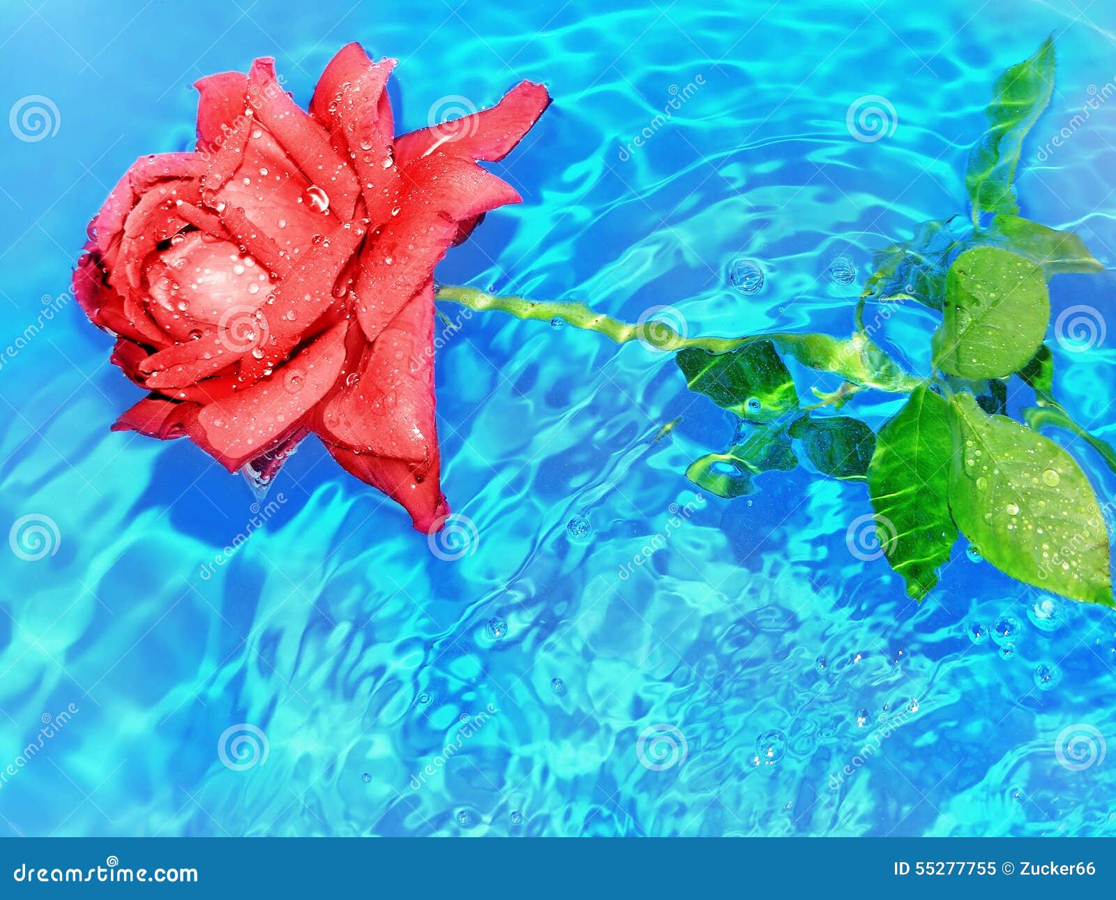 Rose in water stock image. Image of rose, sail, beauty - 55277755
