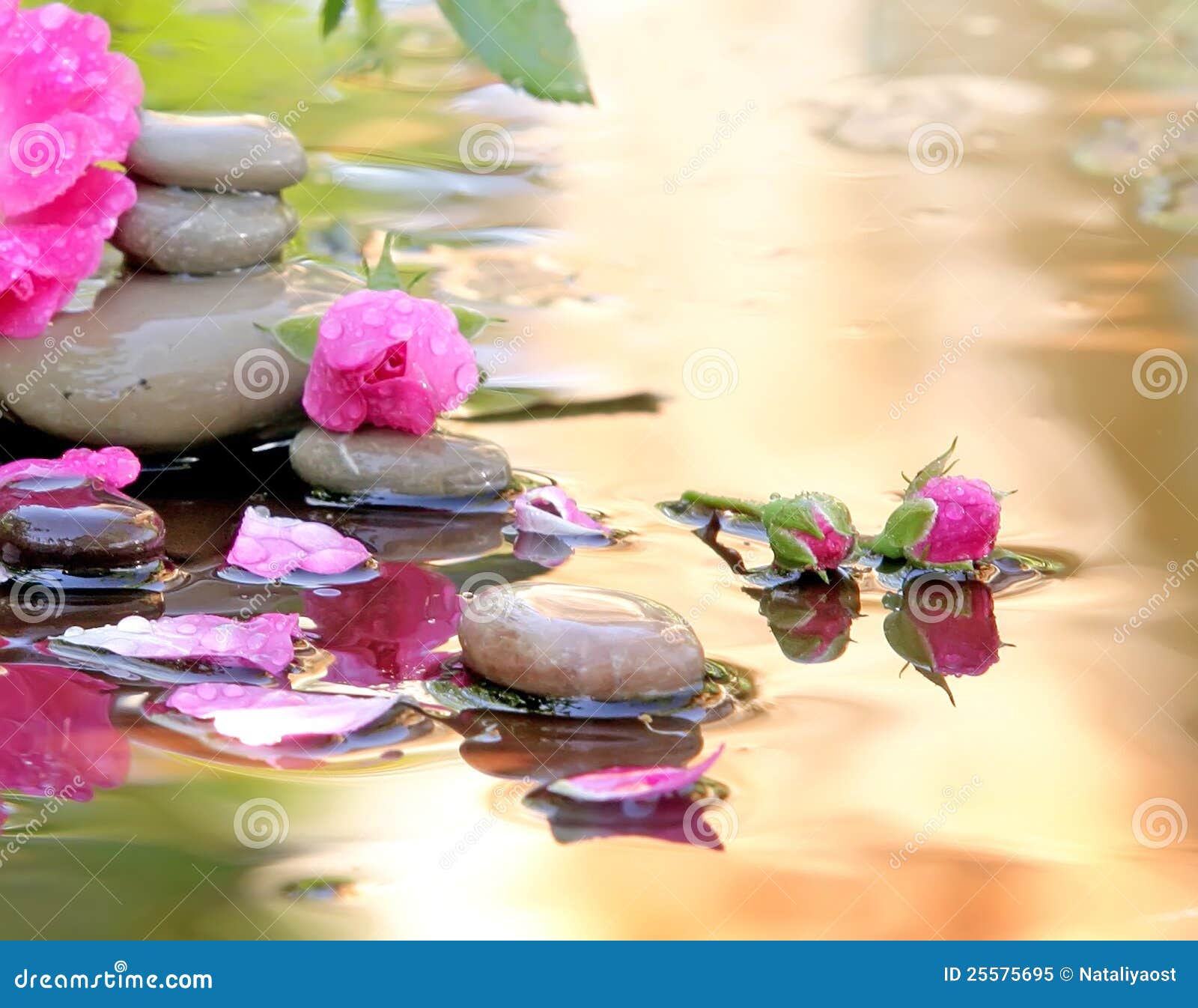 Rose in Water and Spa Stones with Drops Stock Image - Image of japanese ...