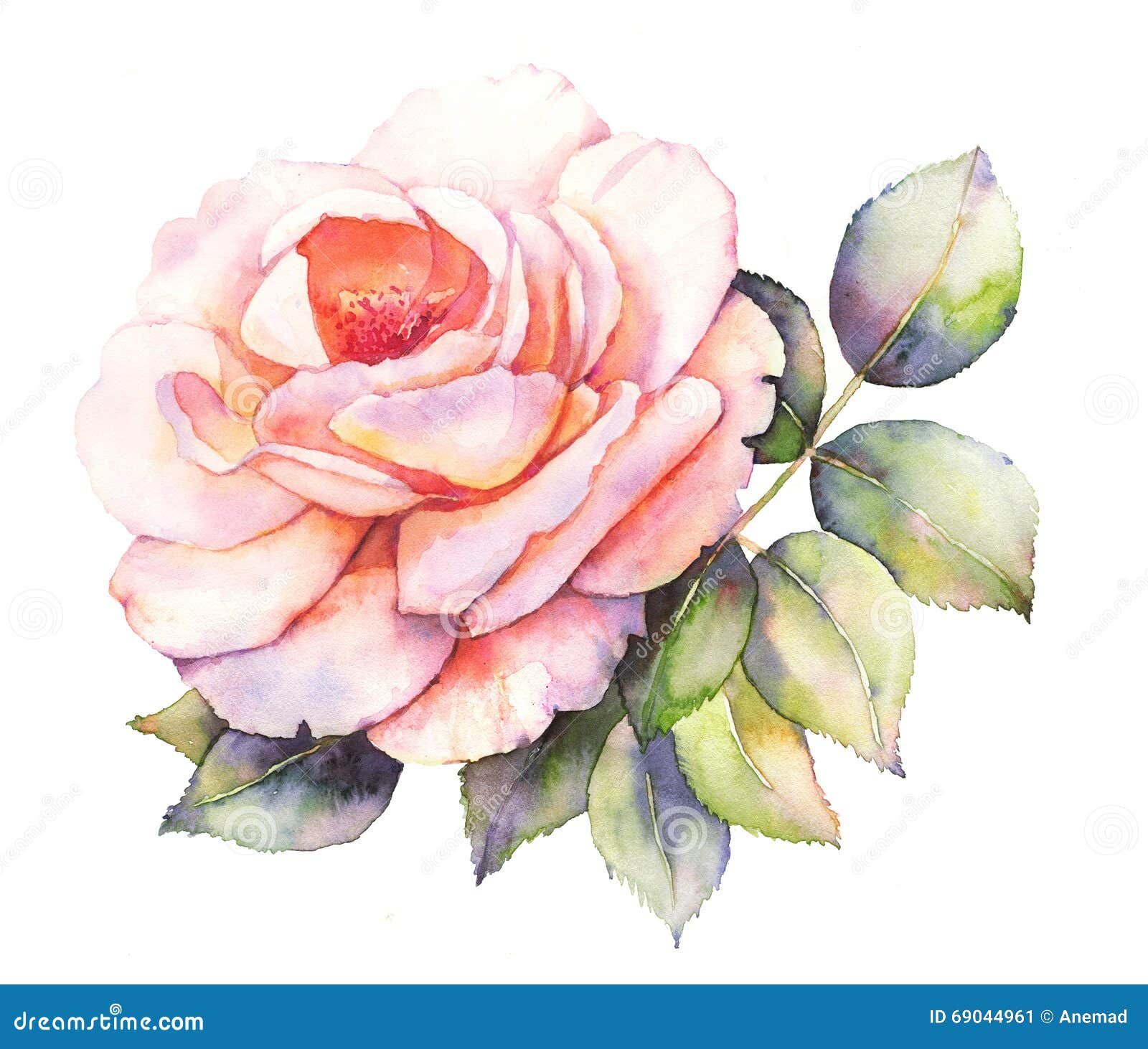 Rose Watercolor Illustration Stock Illustration - Illustration of rose ...