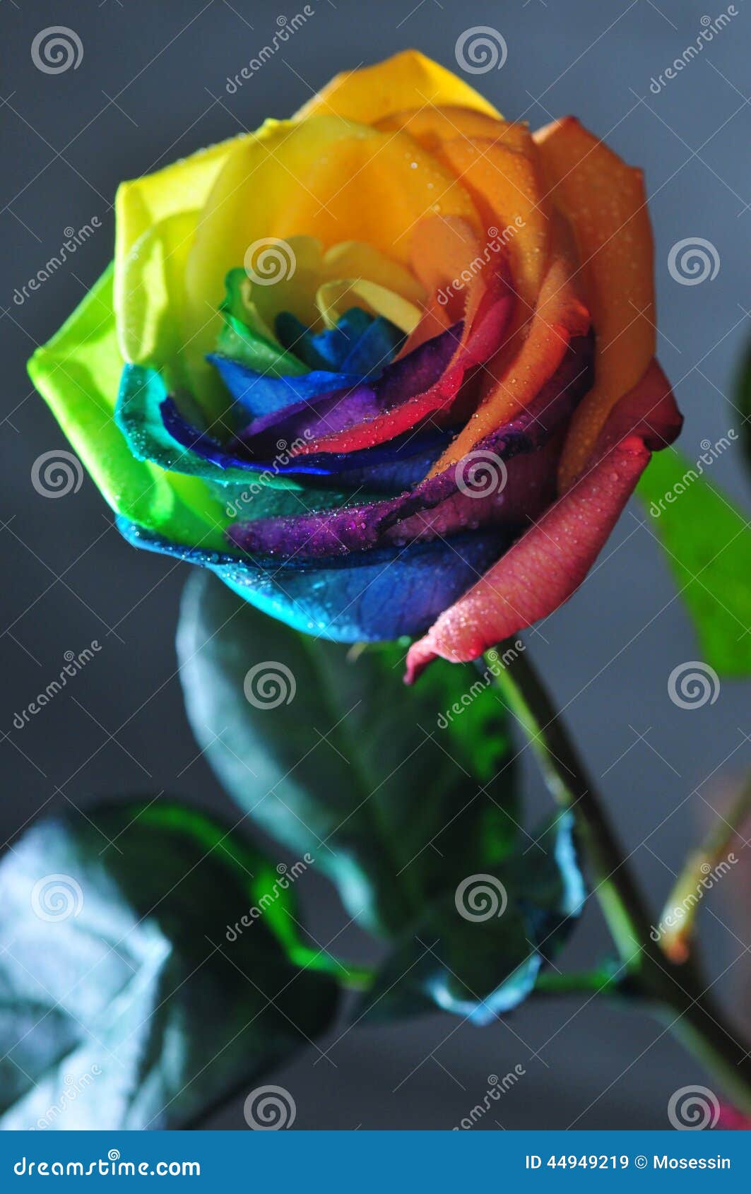 Rose waterdrop stock image. Image of color, waterdrop - 44949219