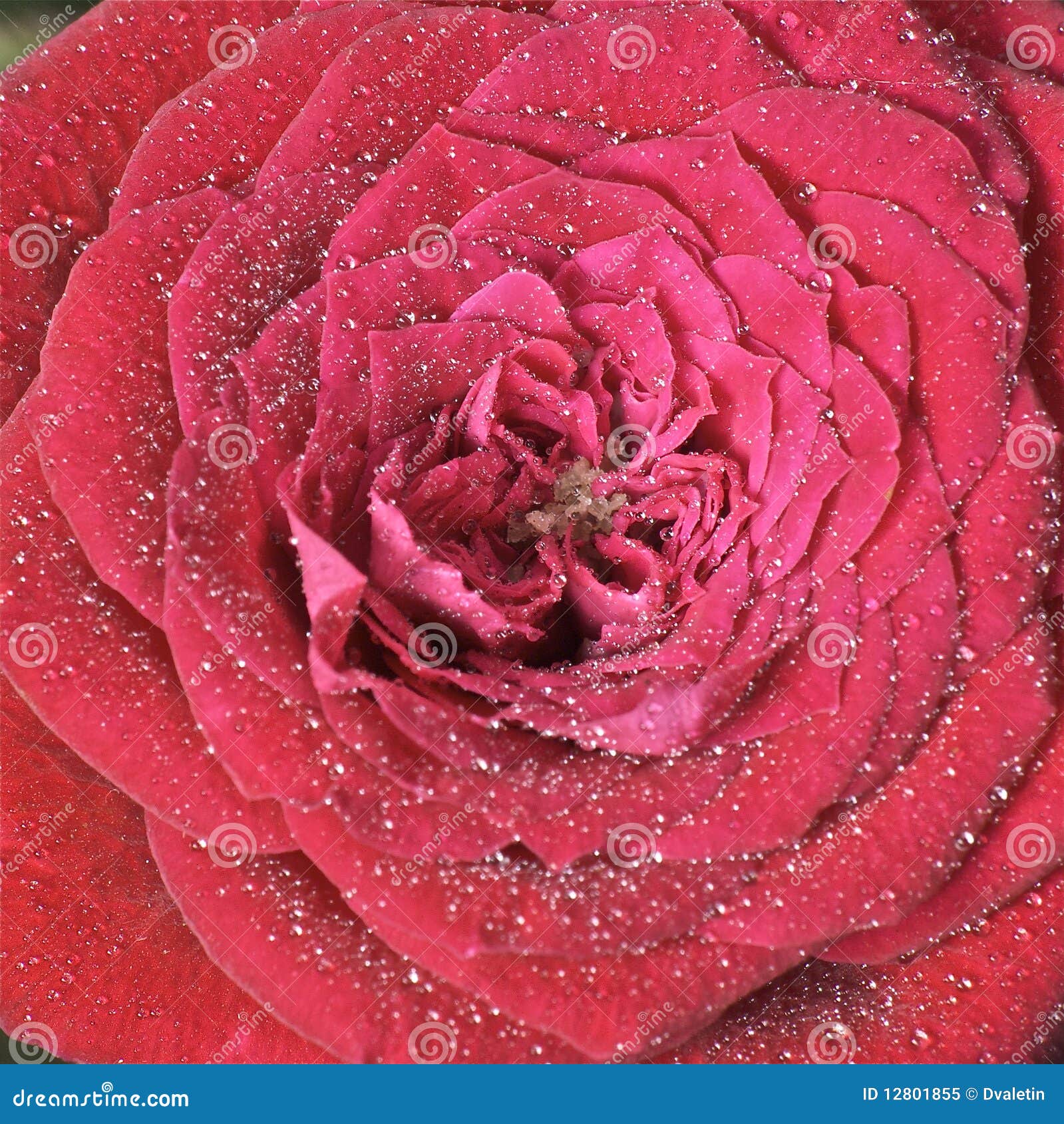 Rose with waterdrops stock image. Image of purity, rose - 12801855