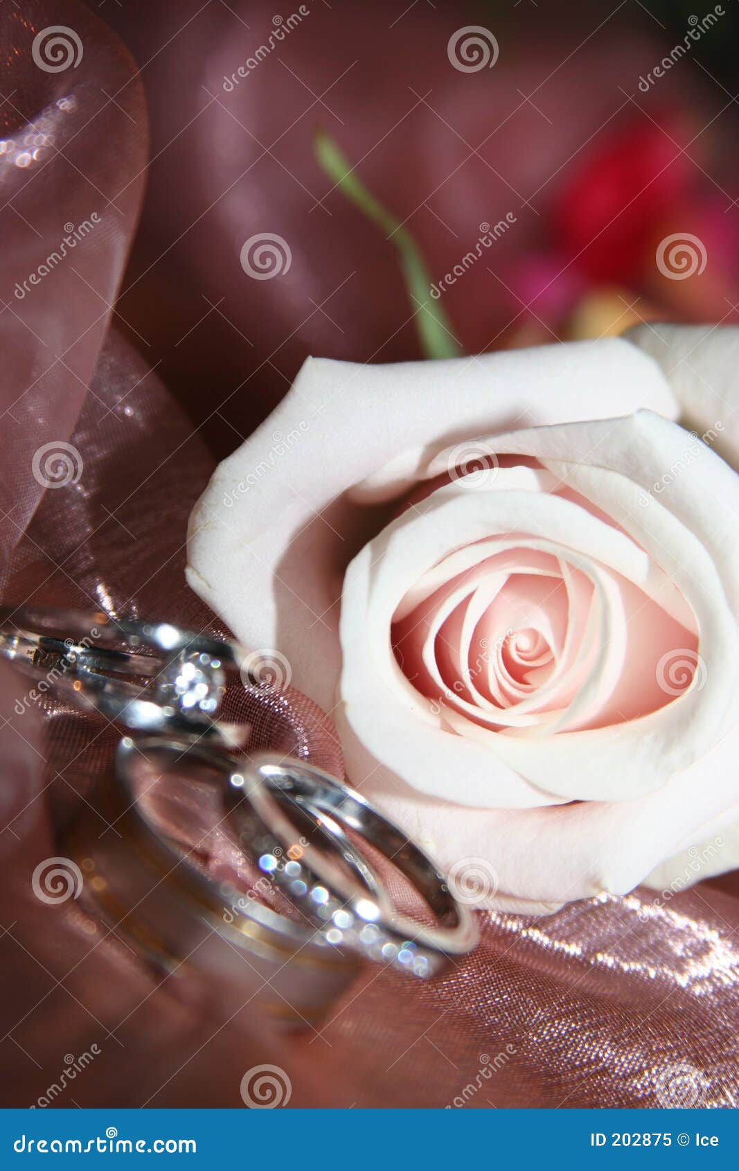 Rose and wedding rings stock image. Image of diamond, gold - 202875