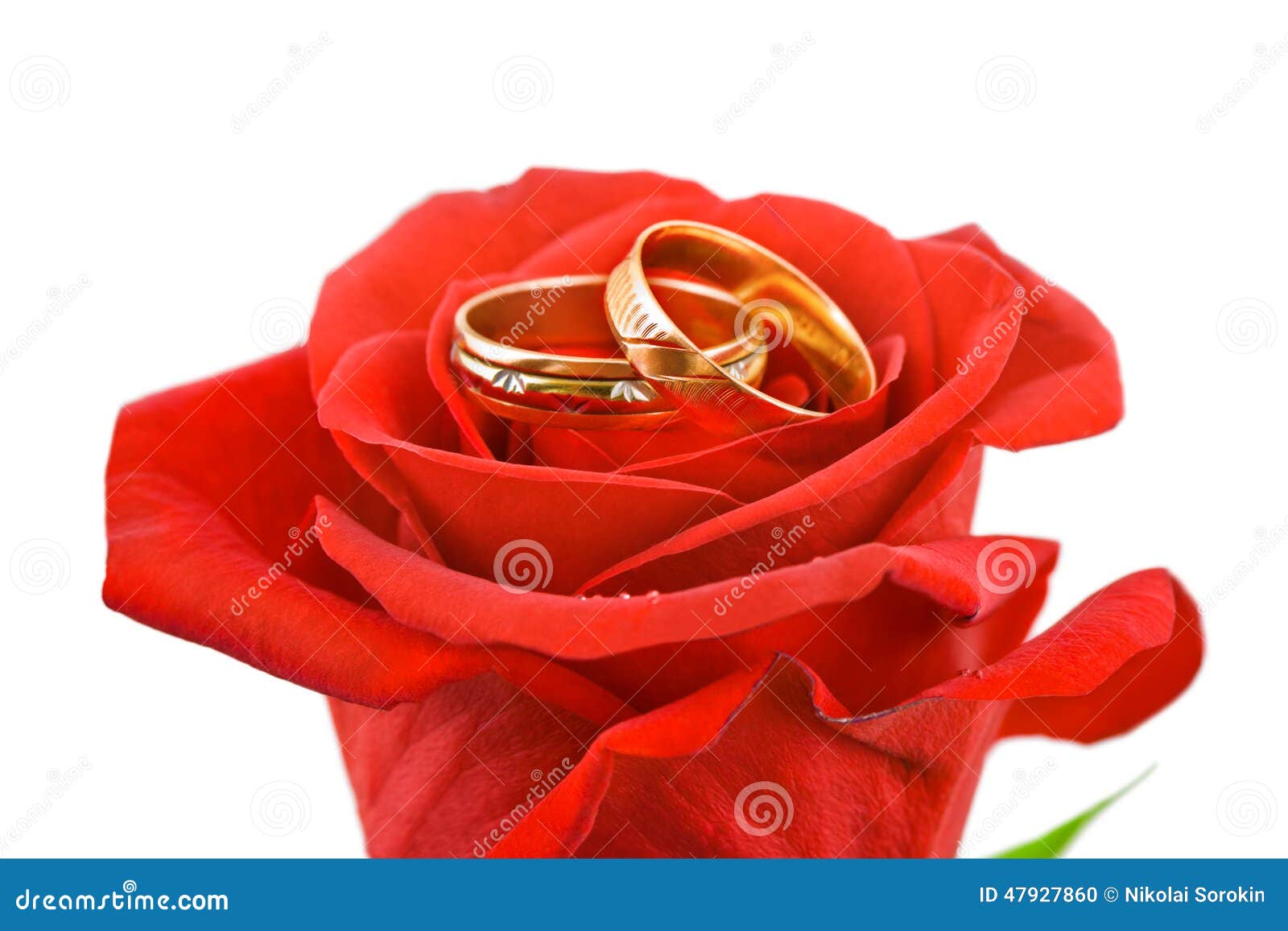 Rose and wedding rings stock photo. Image of rings, couple - 47927860