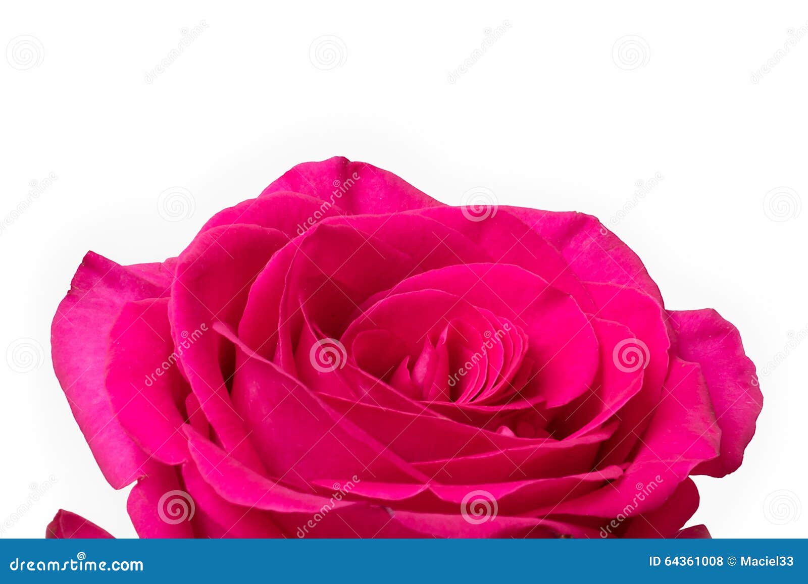 Rose White Background Cor-de-rosa Grande Foto de Stock - Imagem de ...