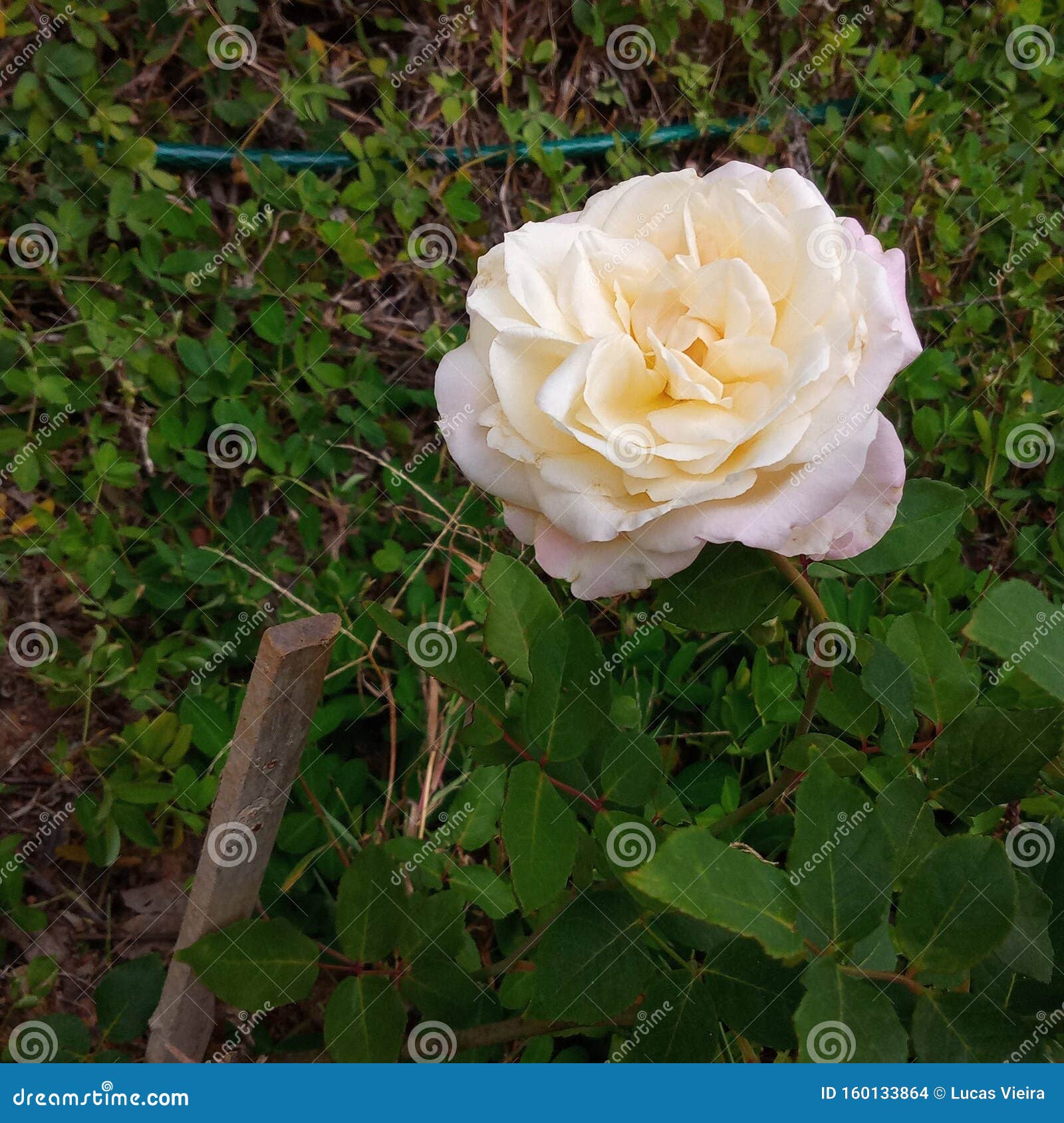 Rose White Brazil Autumn Summer Stock Photo - Image of brazil, white ...