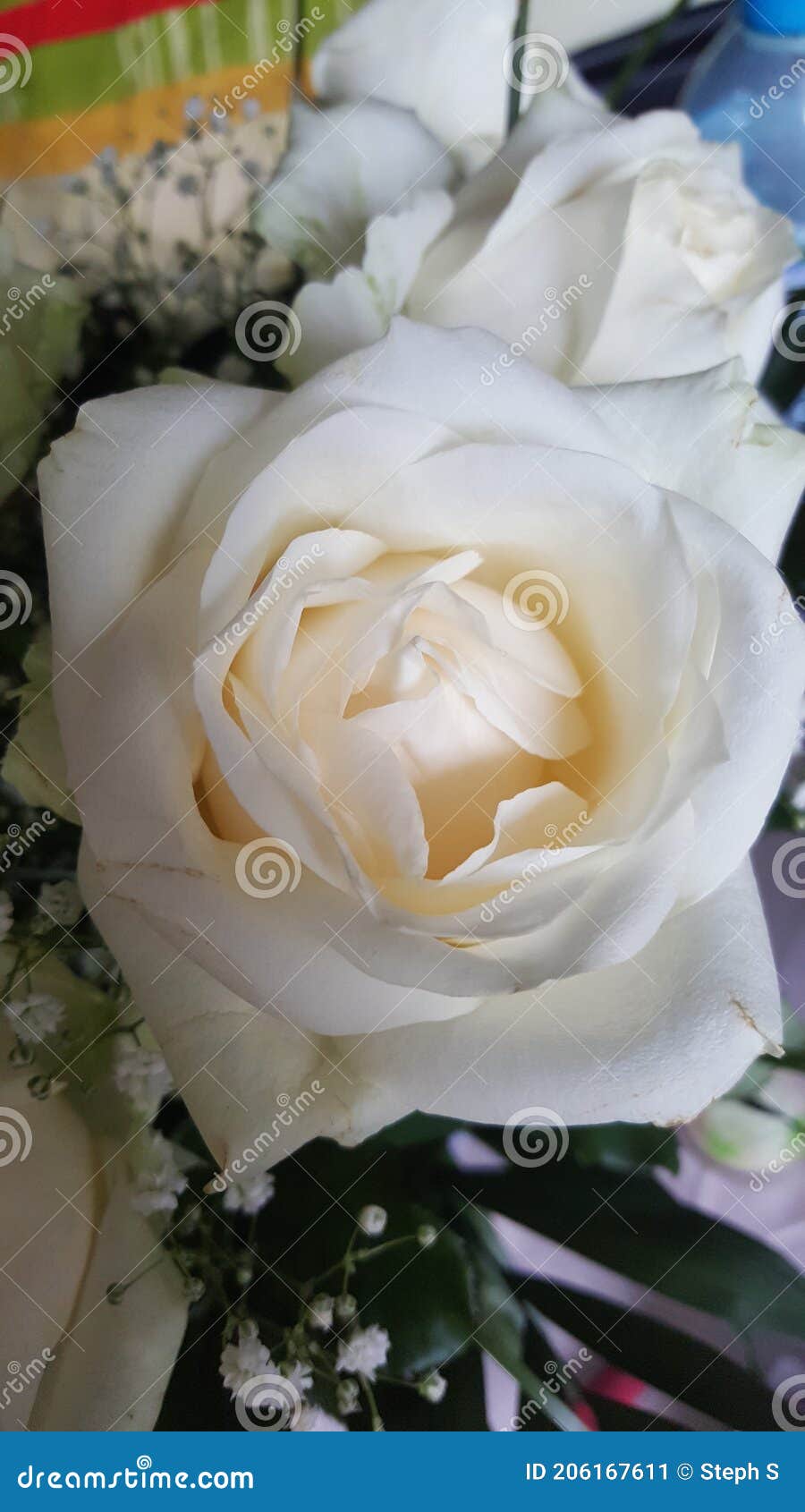 Rose white open stock image. Image of flower, rose, peony - 206167611