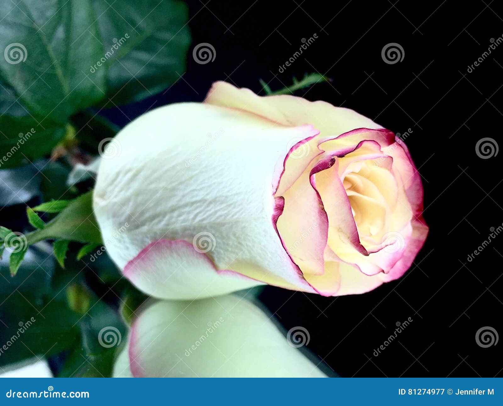 Rose stock image. Image of wedding, floral, marry, flowery - 81274977