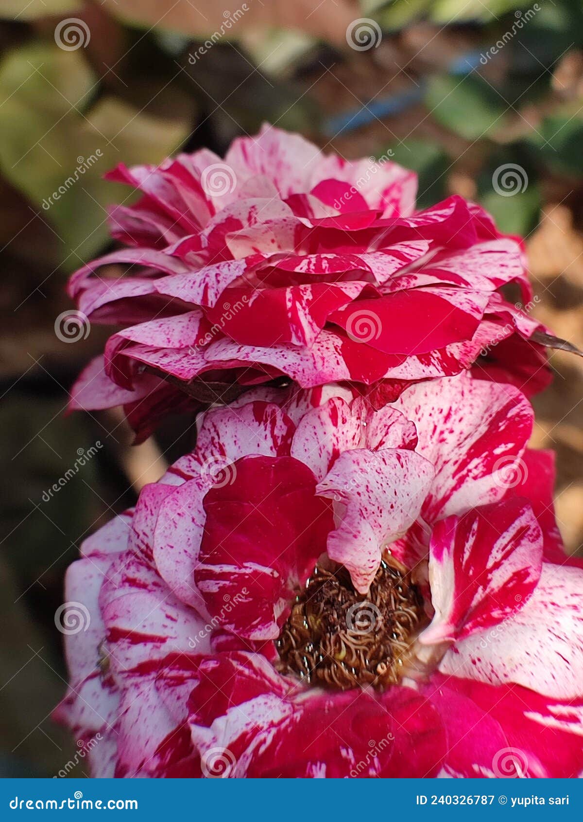 Rose white and red stock image. Image of wildflower - 240326787