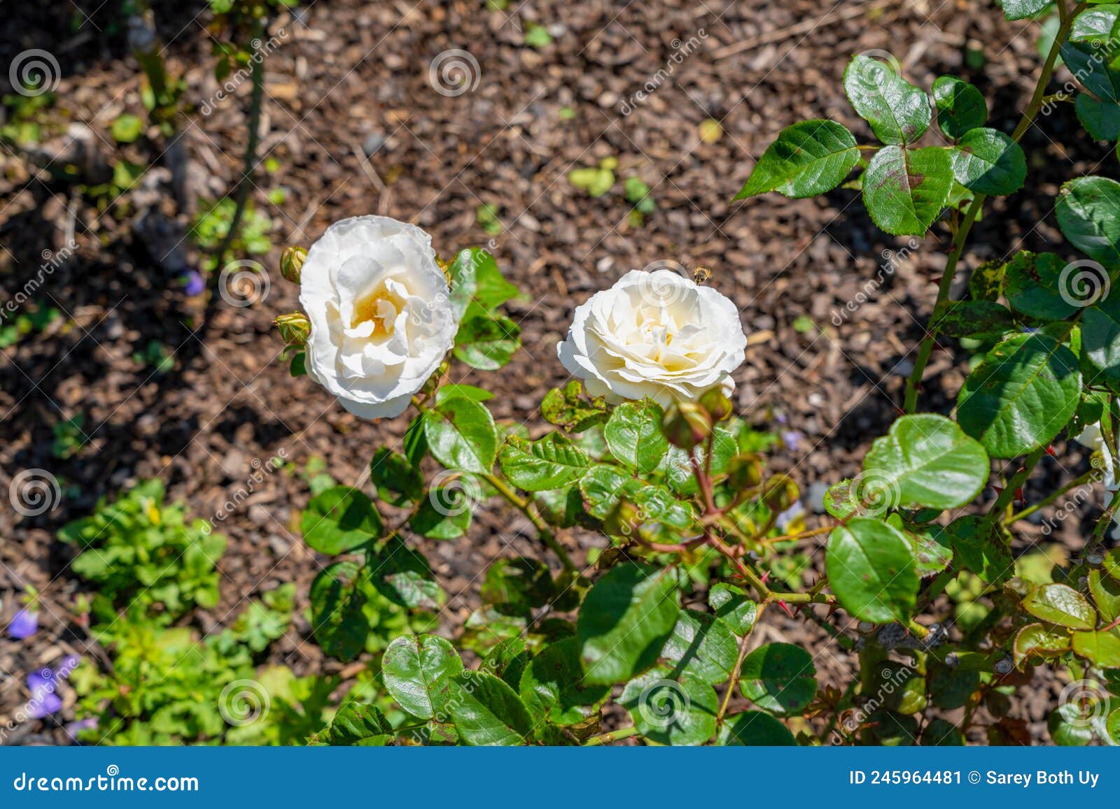 Rose White Romance stock image. Image of white, lovely - 245964481