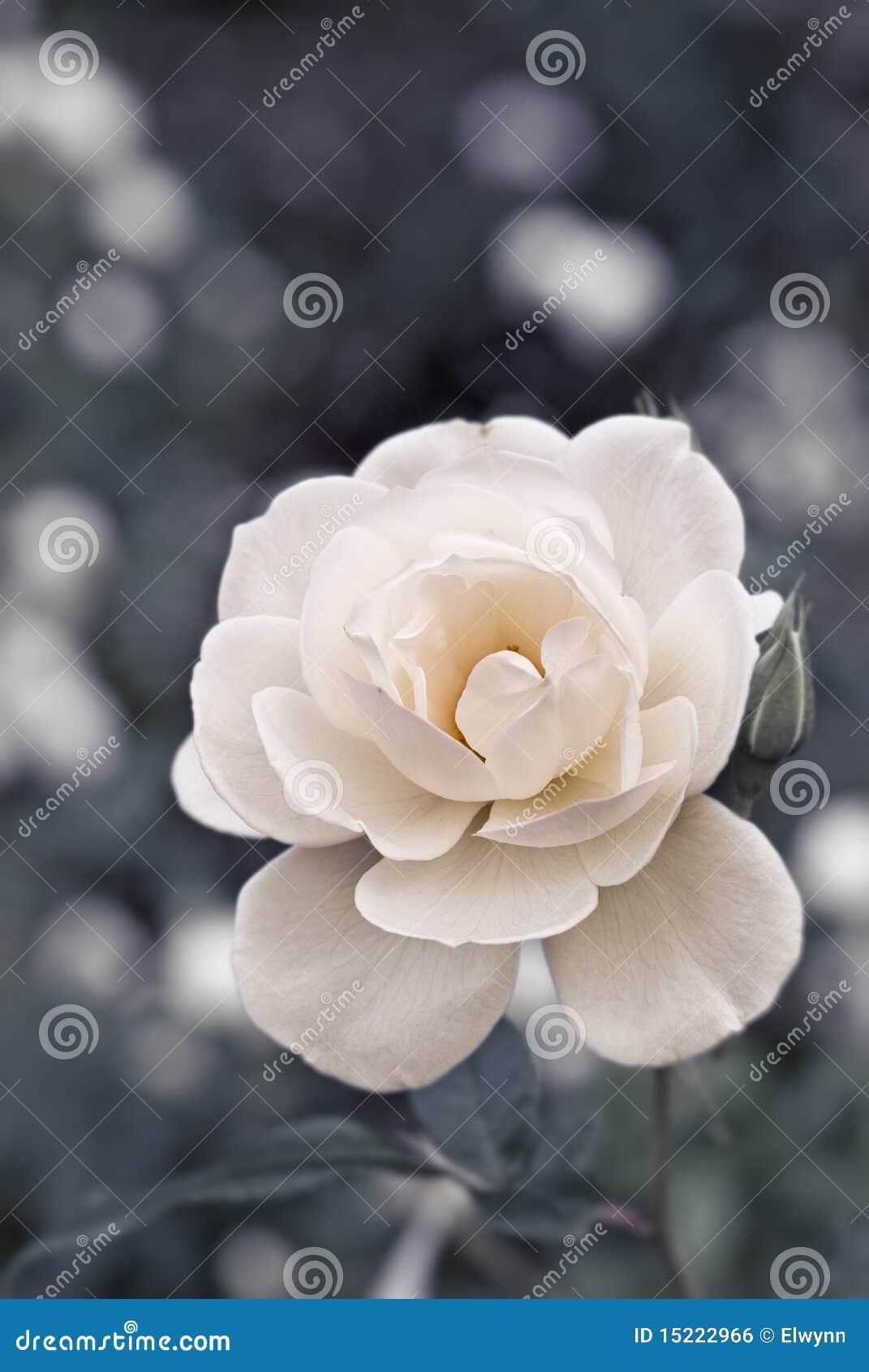 Rose in wild stock photo. Image of country, beauty, meadow - 15222966