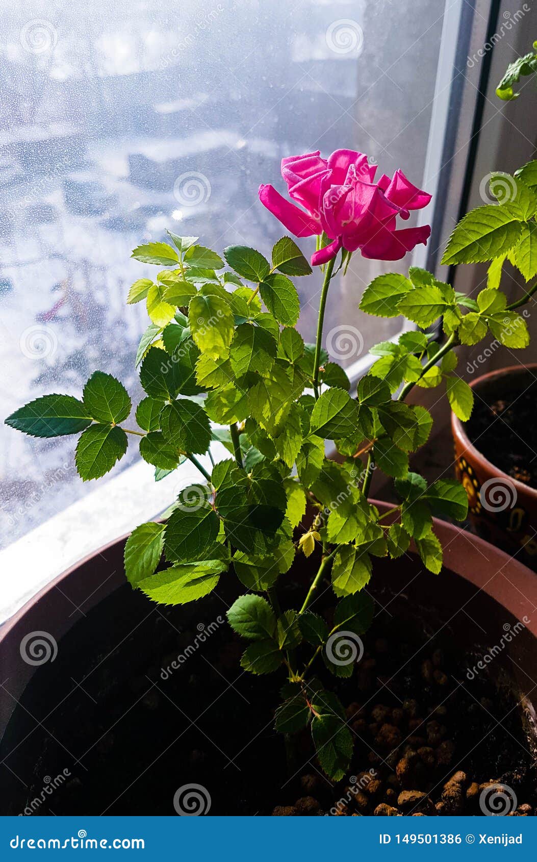 Rose on the Window Photo. Beautiful Rose Stock Photo - Image of bloom ...