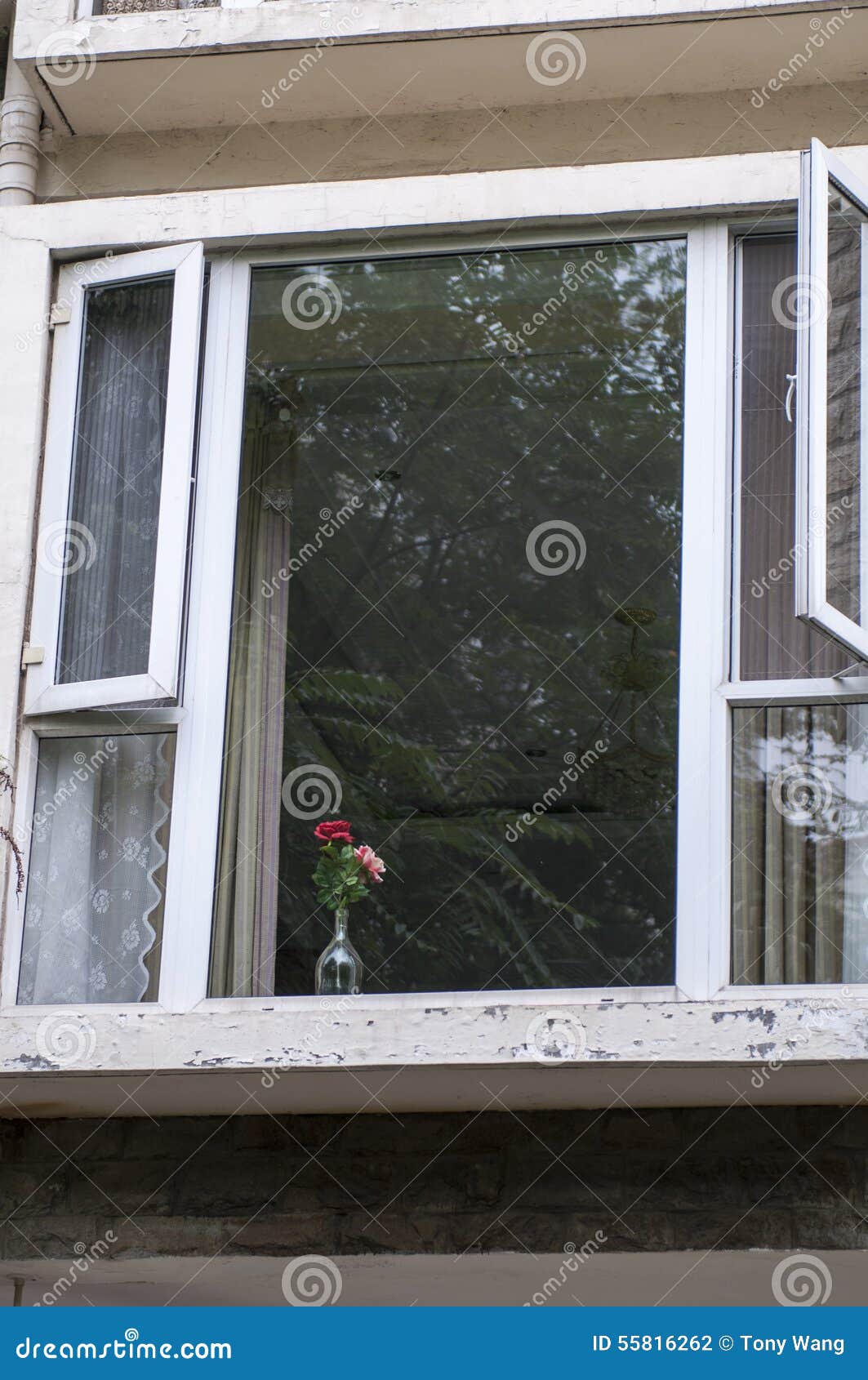 With rose windows stock photo. Image of flower, nature - 55816262