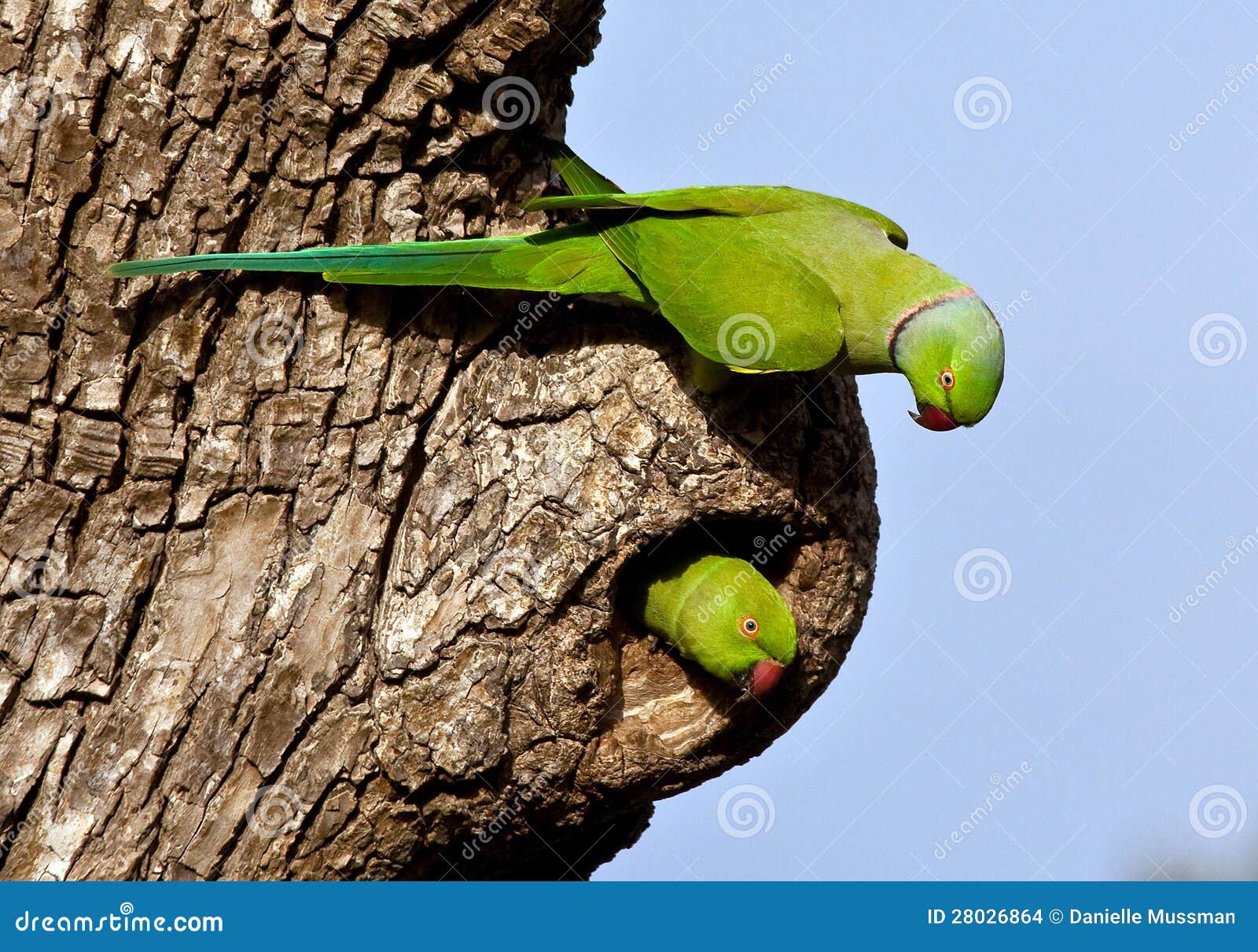 Rose-Winged Parakeet Couple Stock Photo - Image of nature, couple: 28026864
