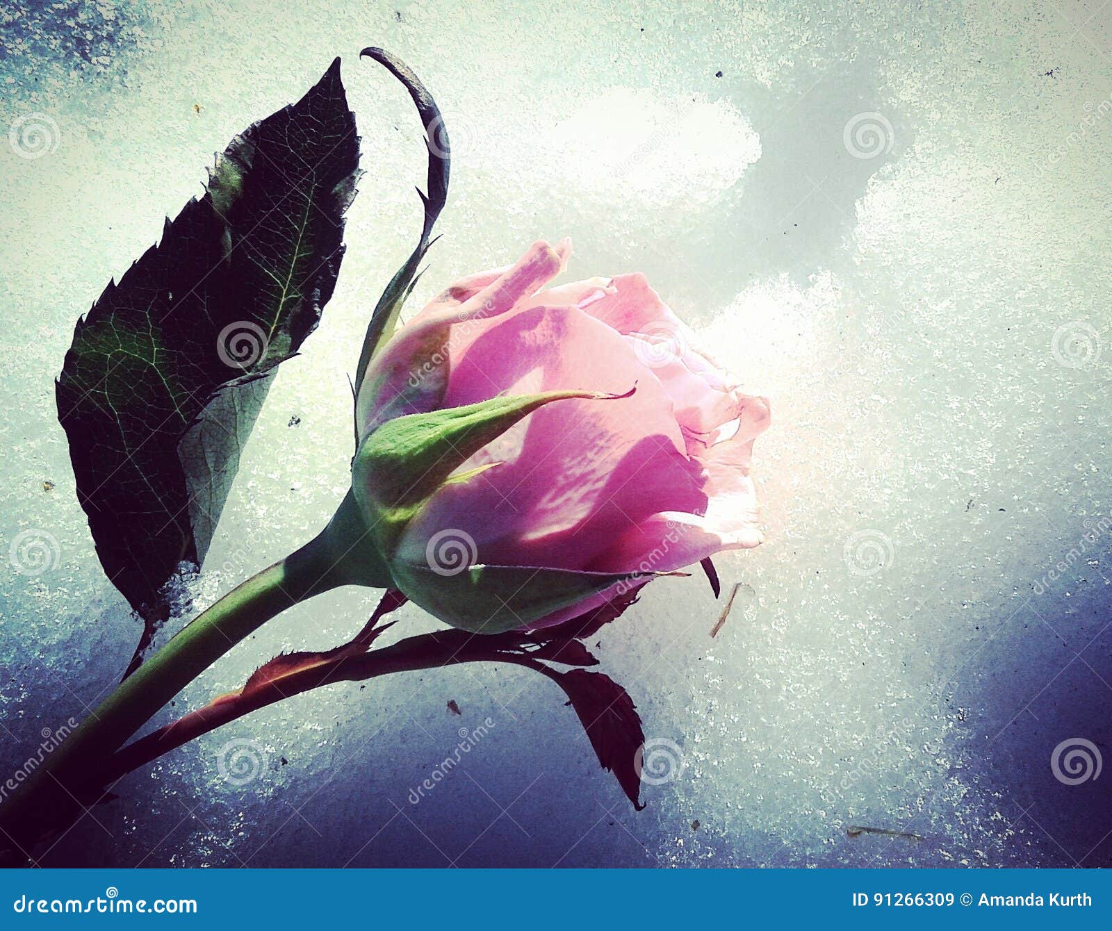 Rose in winter stock image. Image of rose, winter, snow - 91266309