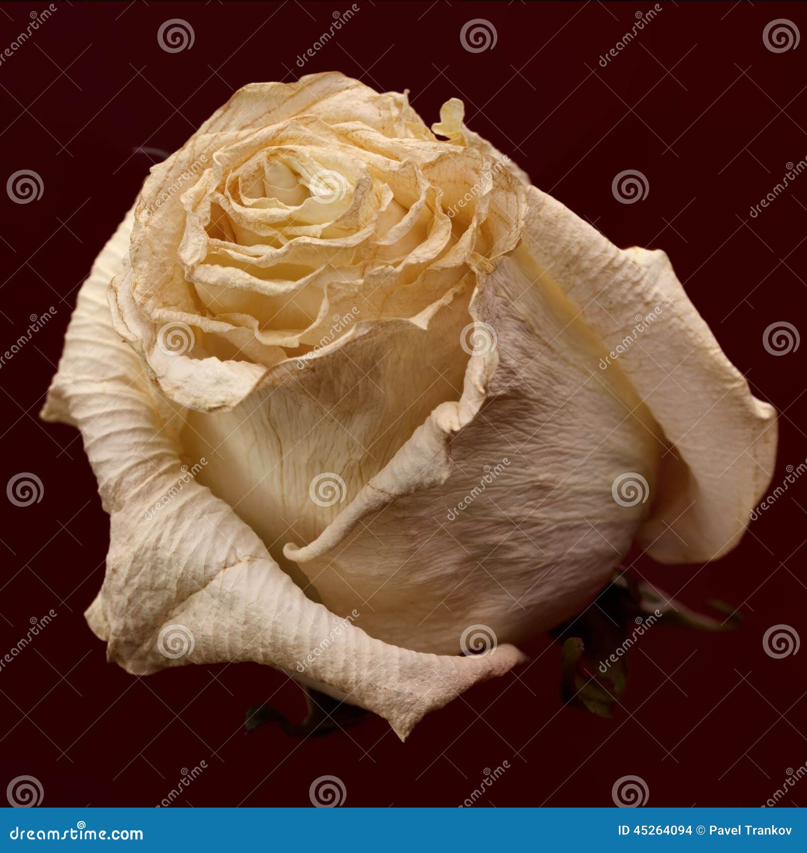 The rose withered stock photo. Image of petal, fade, rusty - 45264094