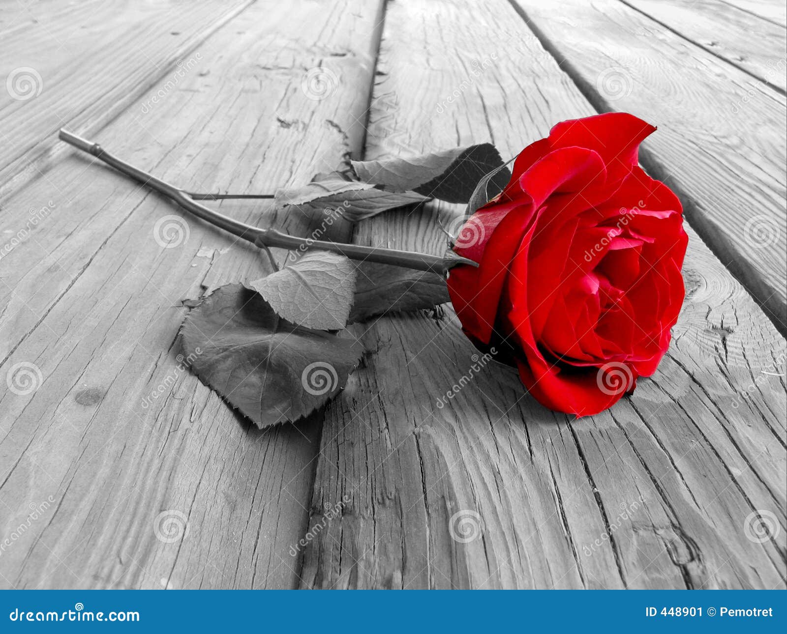Rose on Wood BW stock image. Image of pretty, attractive - 448901
