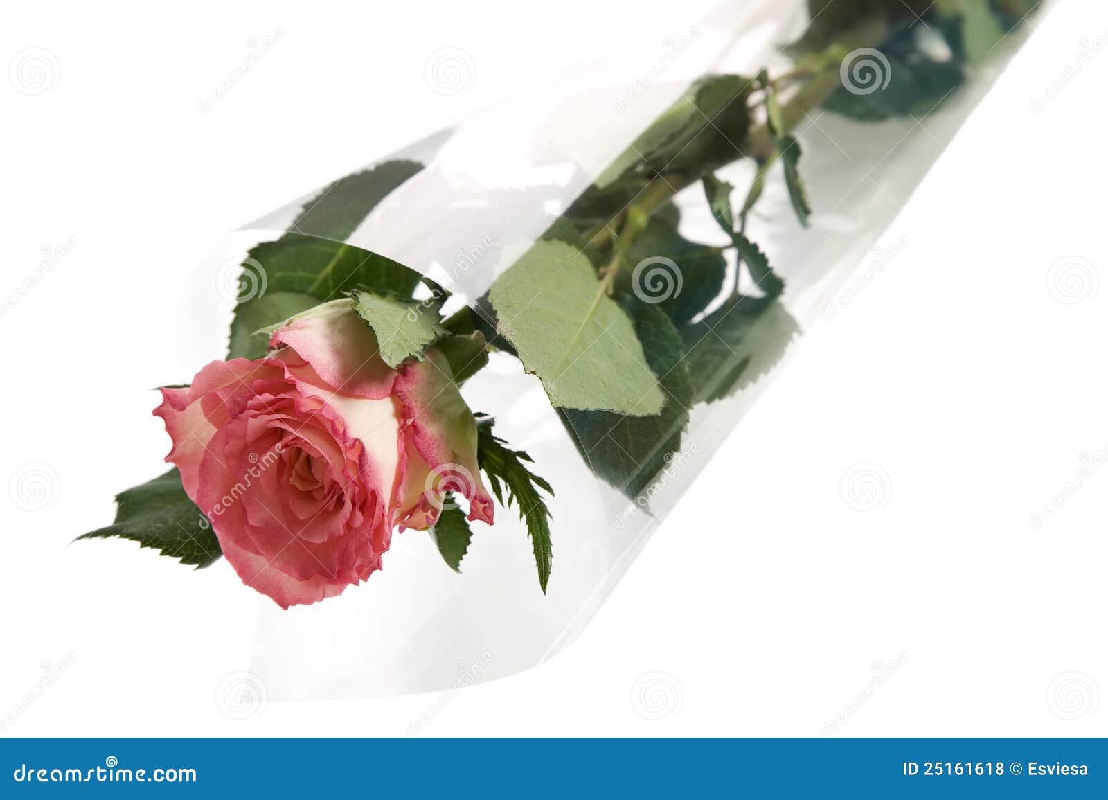 A rose wrapped in paper stock photo. Image of pink, color - 25161618