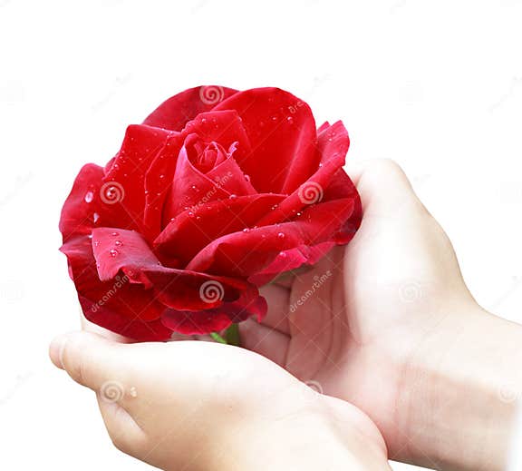 Rose y manos imagen de archivo. Imagen de rosa, hoja - 11846611