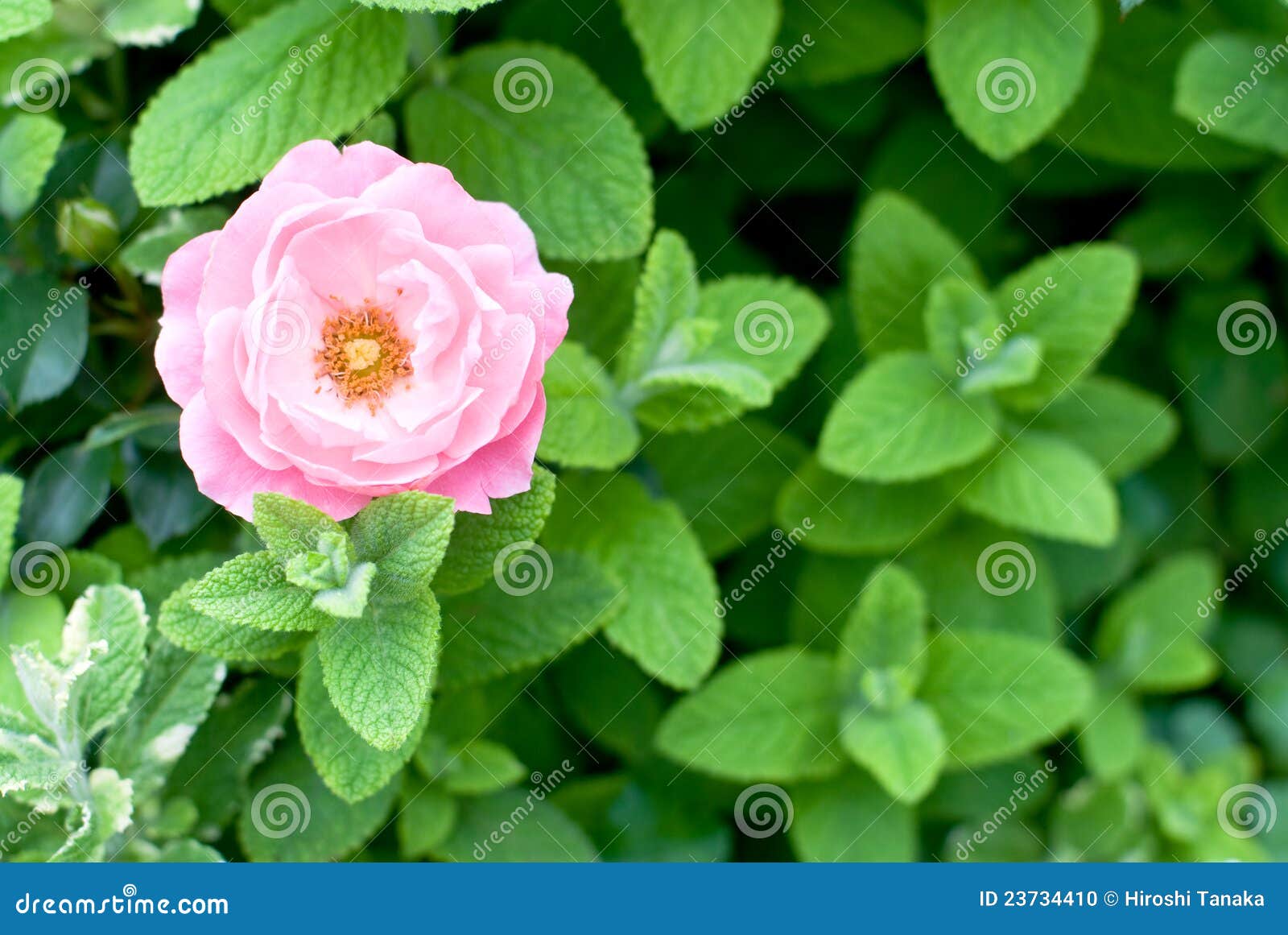 Rose y menta de manzana foto de archivo. Imagen de brillante - 23734410