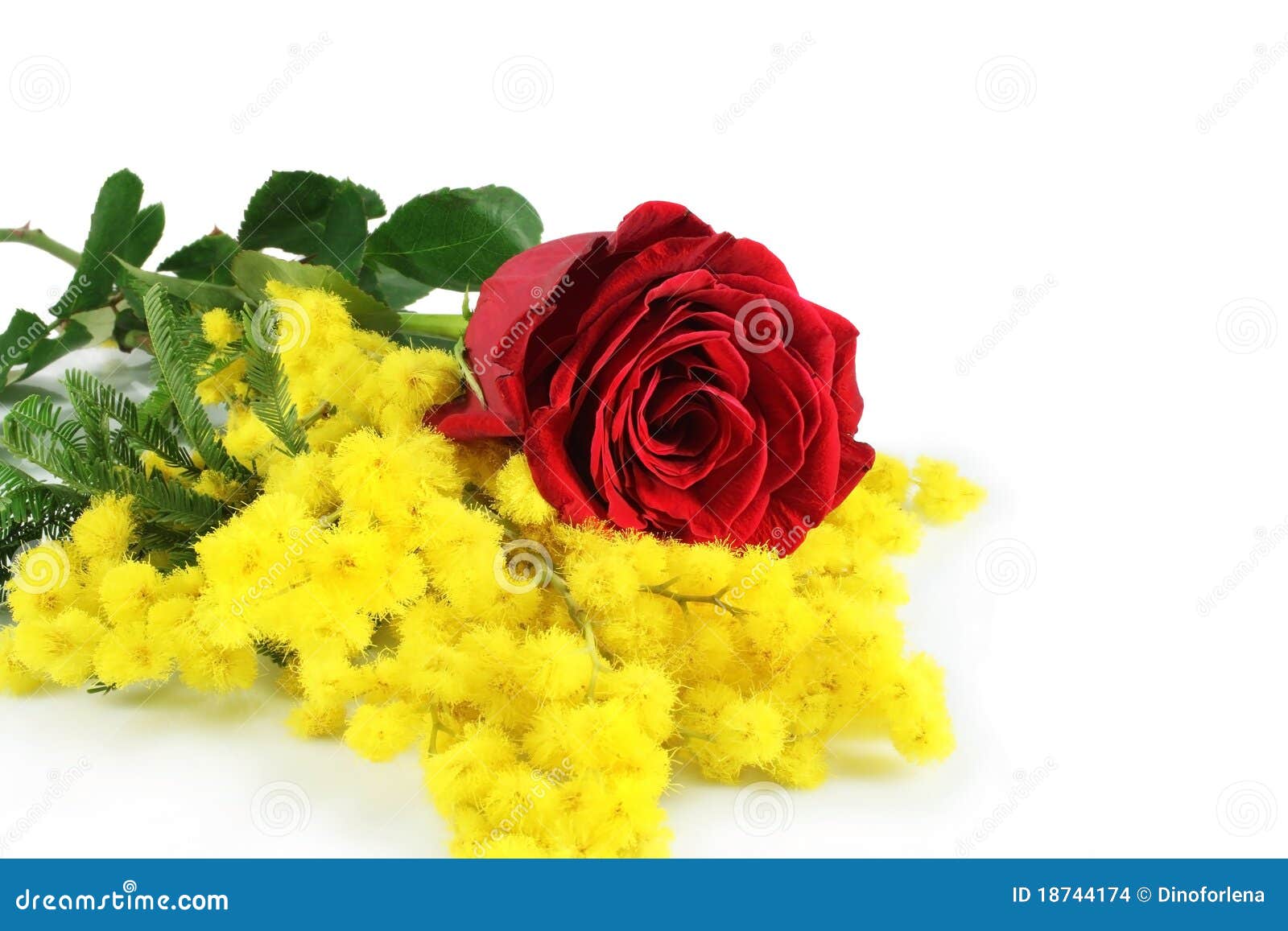 Rose y mimosa foto de archivo. Imagen de regalo, amor - 18744174