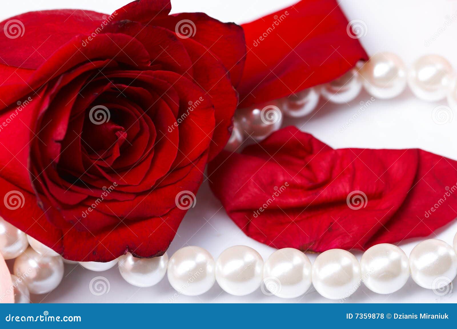 Rose y perlas foto de archivo. Imagen de blanco, conceptos - 7359878